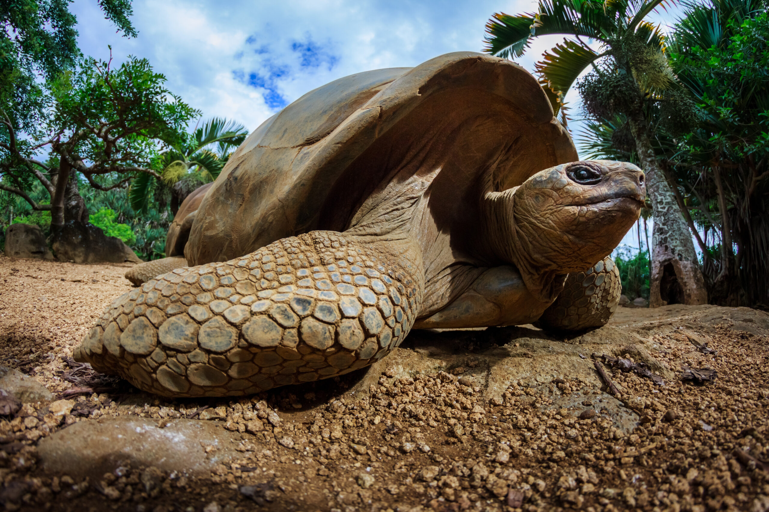 O „țestoasă uriașă fantastică” a fost descoperită recent. Specia era ...