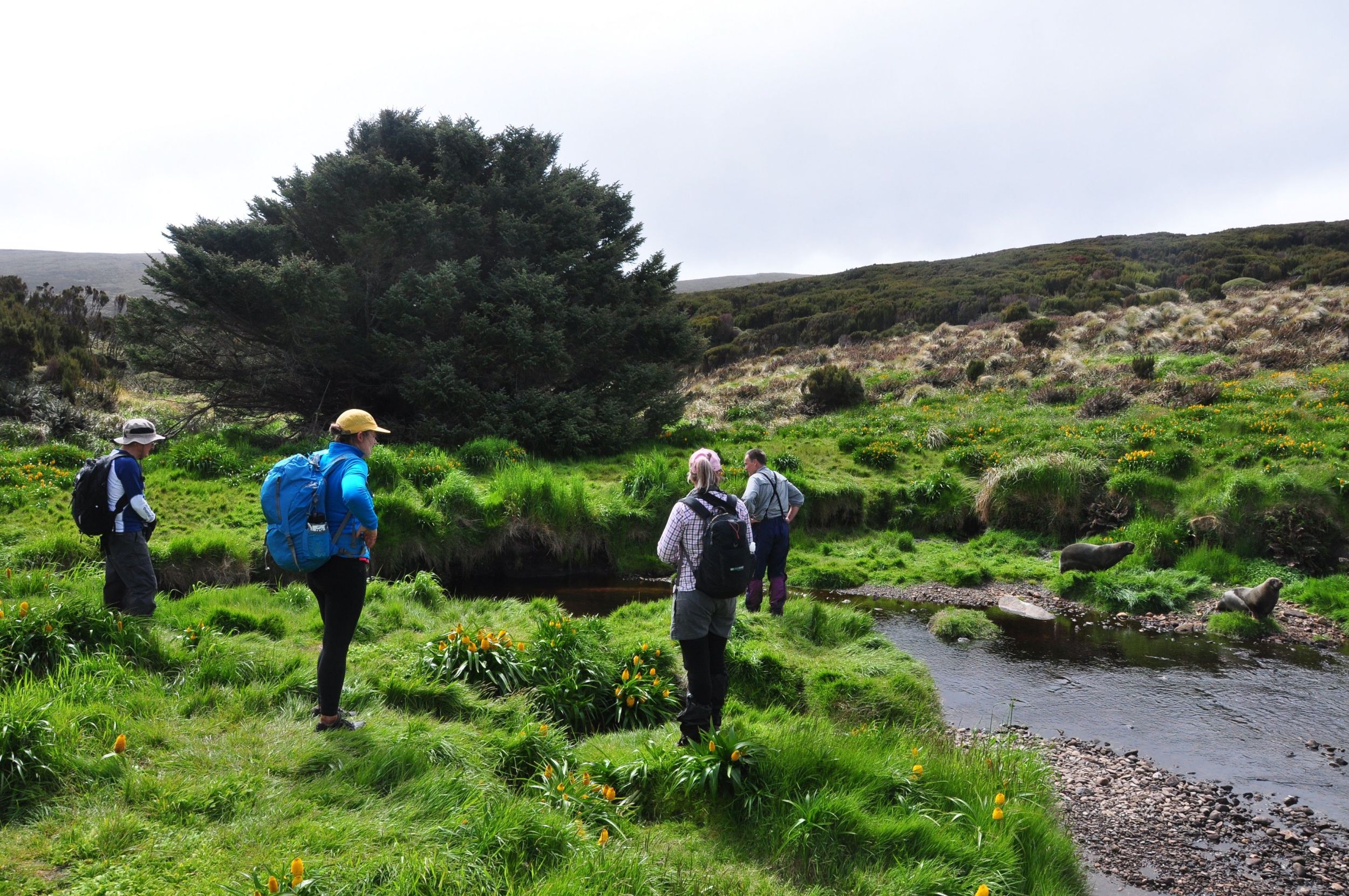 Cel mai singuratic copac din lume ar putea oferi noi informații despre ...