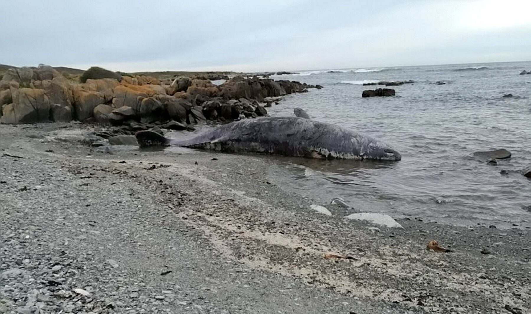 14 balene moarte, descoperite pe o plajă din Australia