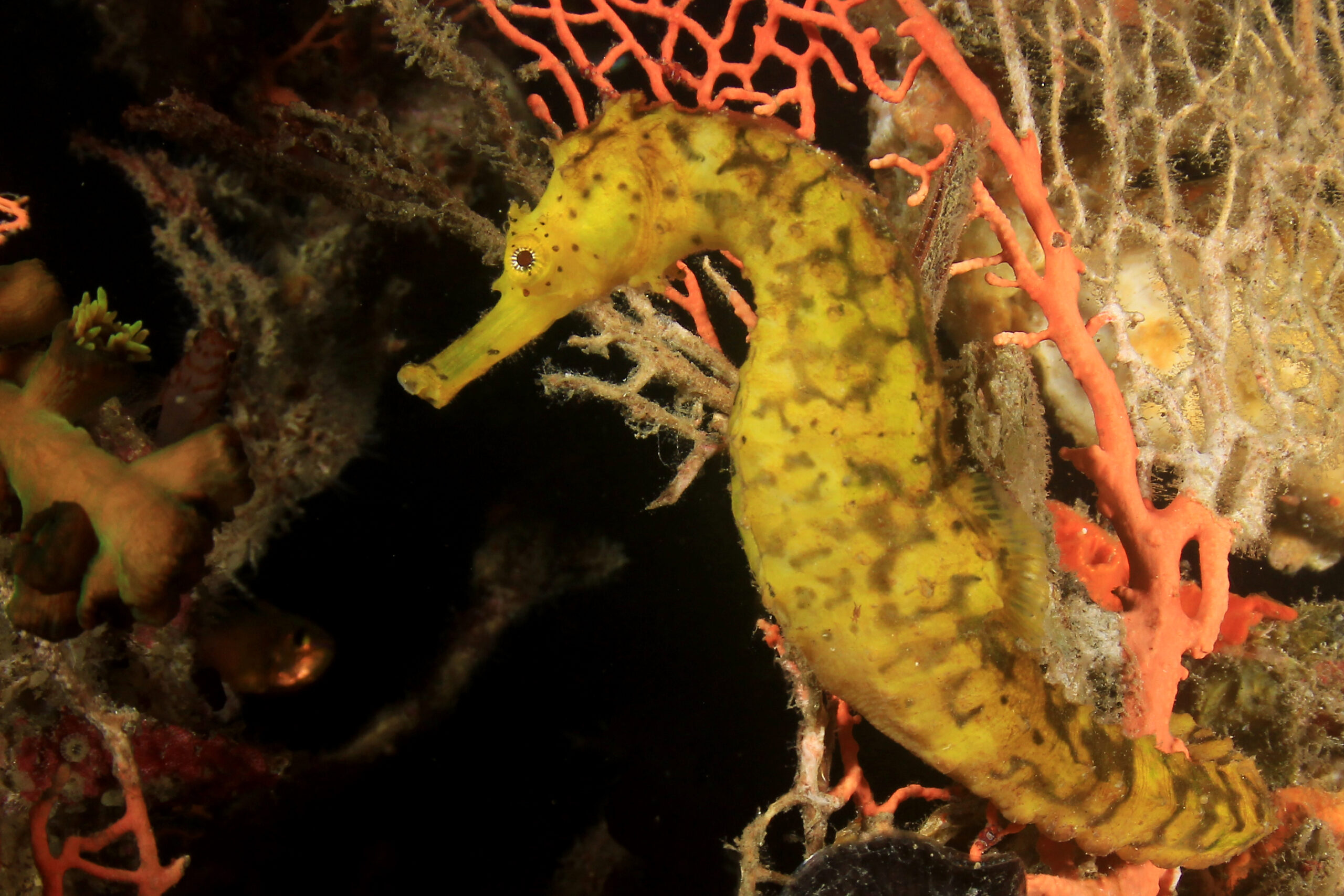 Masculii căluți de mare nasc pui într-un mod cu totul unic, arată noi ...