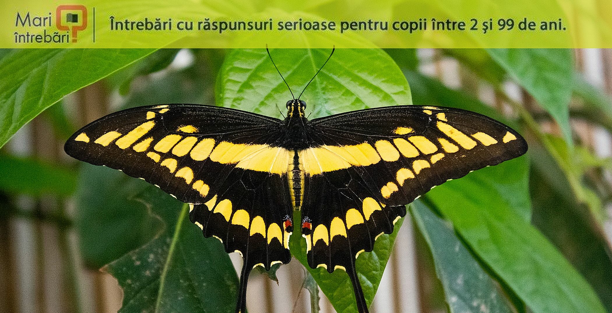 Cât de mari pot crește insectele, în teorie?