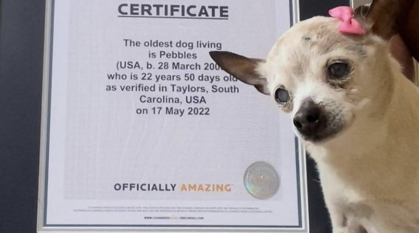 Pebbles, cel mai bătrân câine din lume, a murit. Câți ani avea?