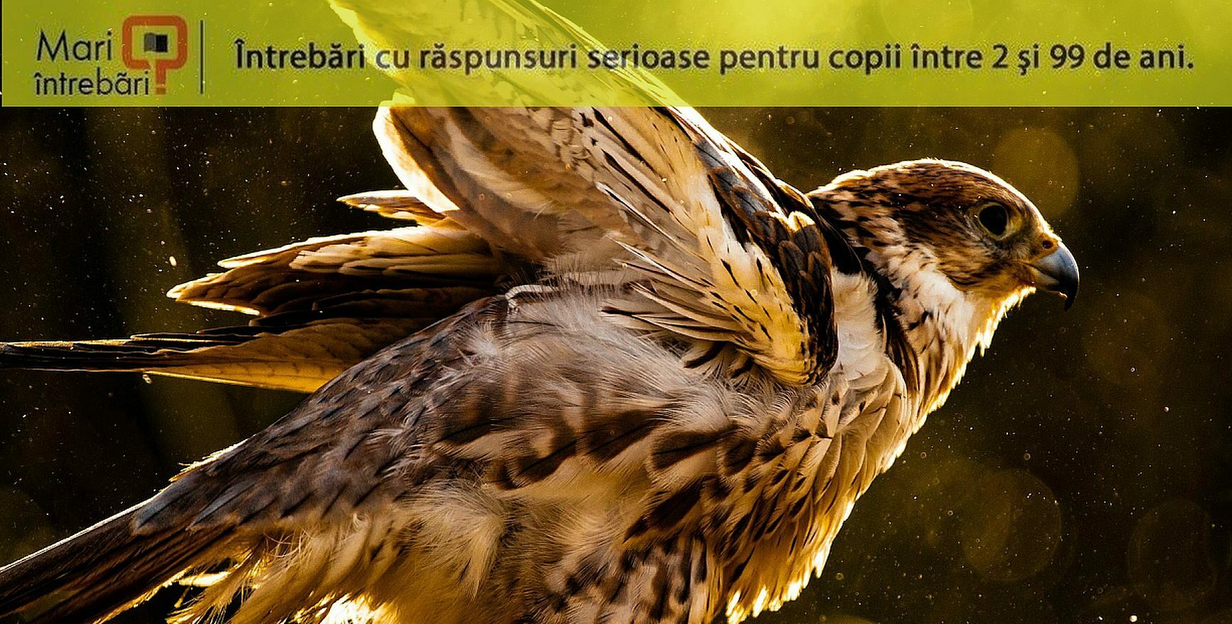 Care este cel mai rapid animal în zbor?