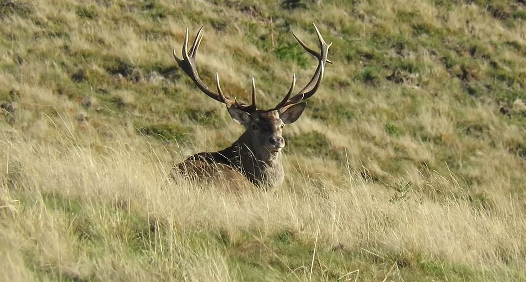 Imagini superbe cu un cerb în timpul boncănitului, în Munții Rodnei
