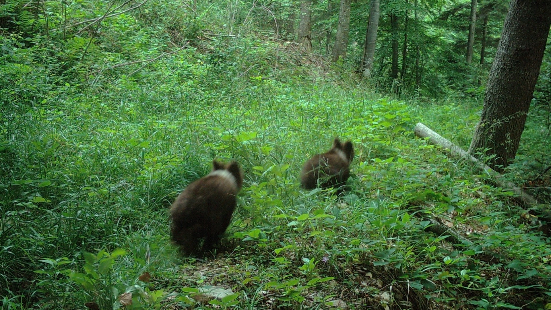 Fauna bogată din Parcul Natural Putna Vrancea, surprinsă în imagini de ...