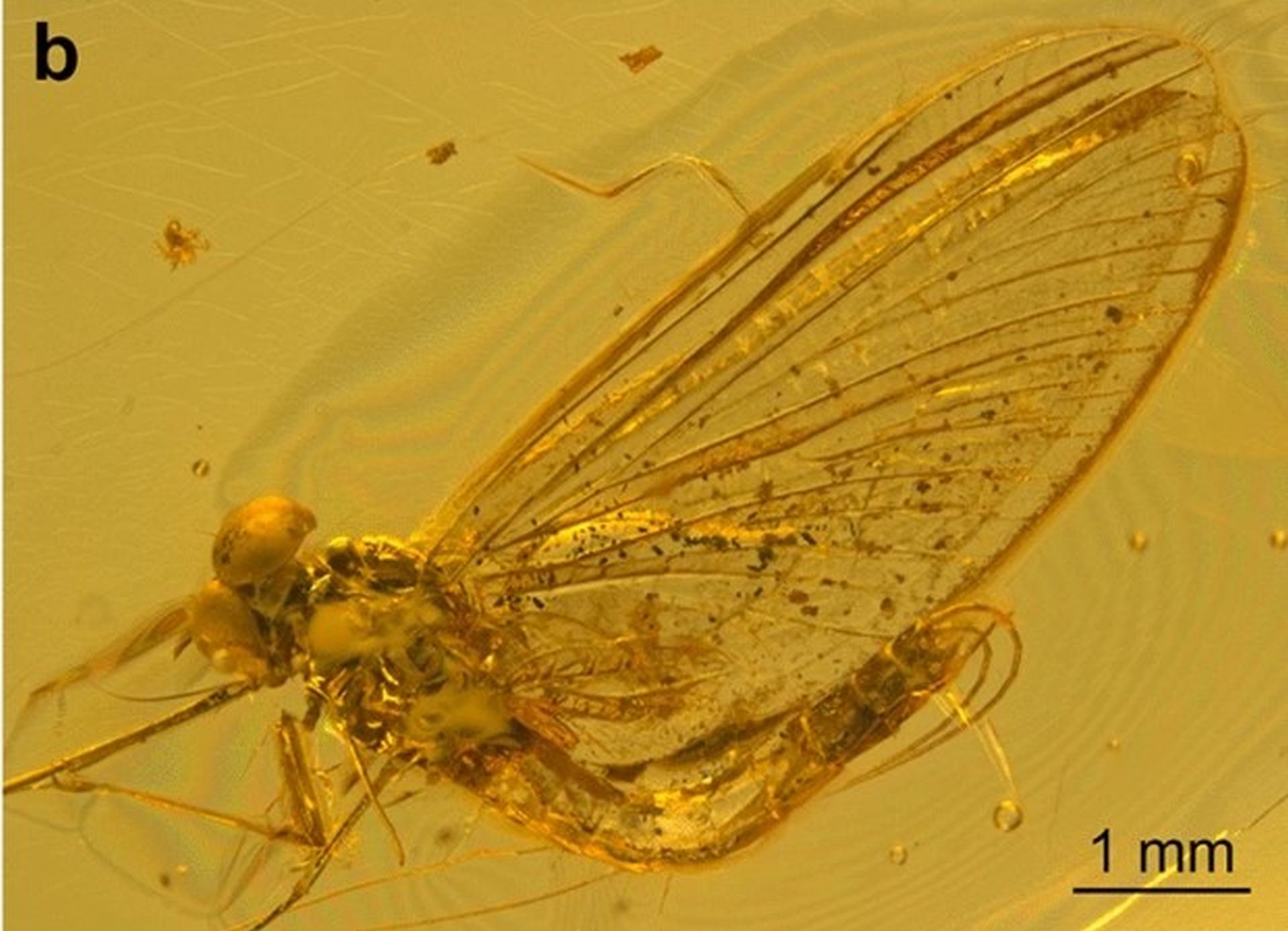 Grup necunoscut de insecte, găsit în chihlimbar vechi de 35 de milioane ...