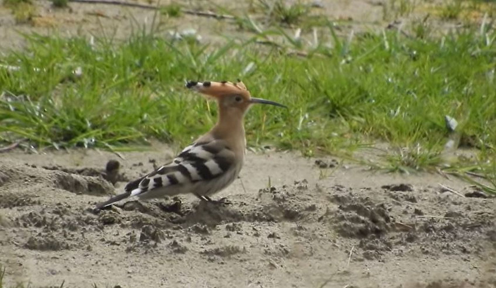 Imagini inedite cu o pupăză în Parcul Natural Bucegi, publicate de Romsilva