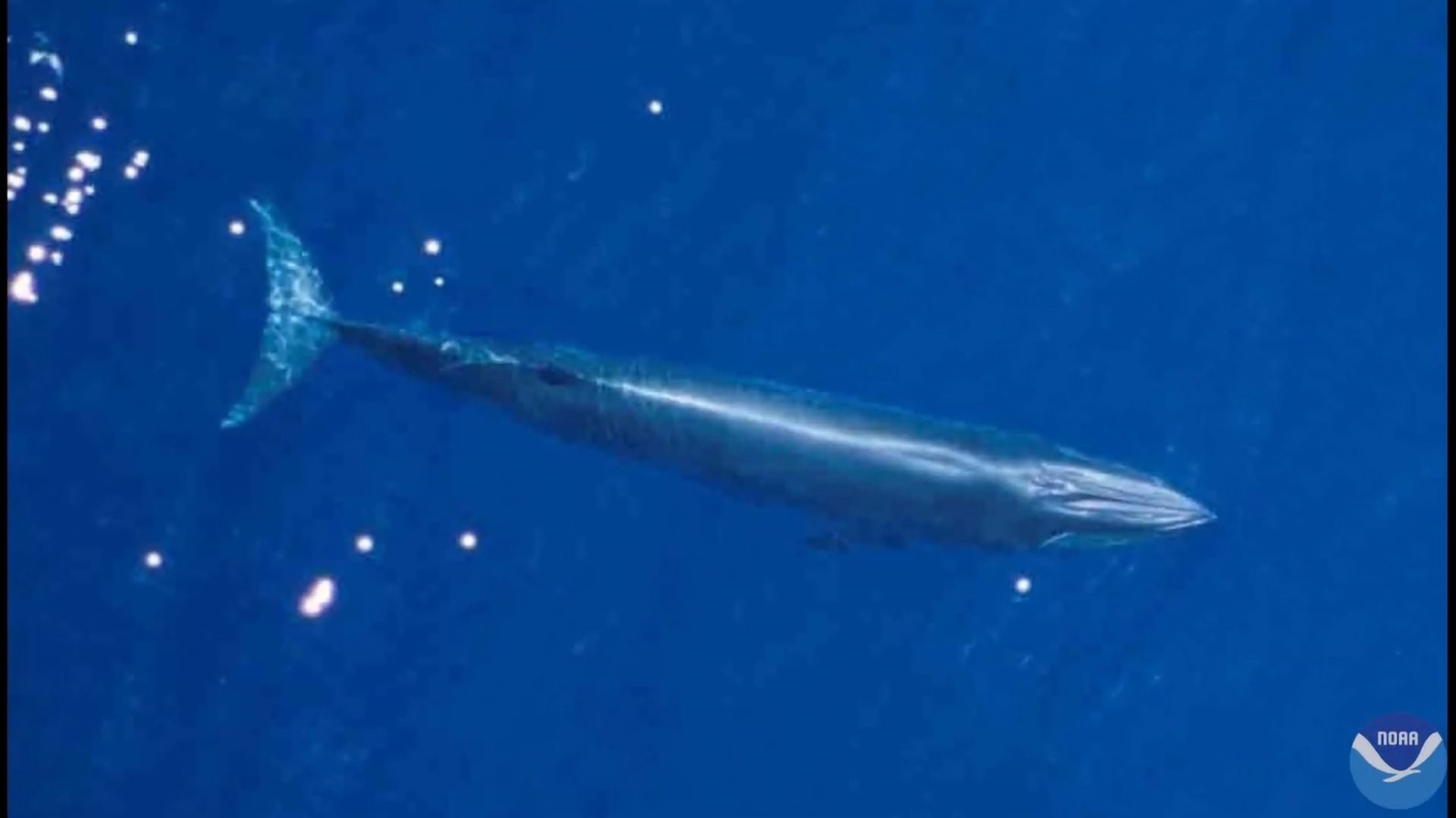 O specie nouă de balene din SUA ar putea fi deja pe cale de dispariție