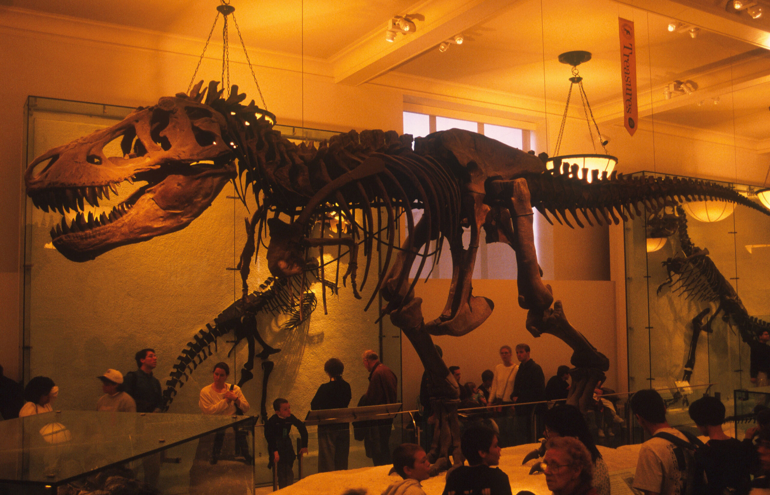 Tyrannosaurus rex ar fi fost cu 70% mai mare decât sugerează fosilele ...