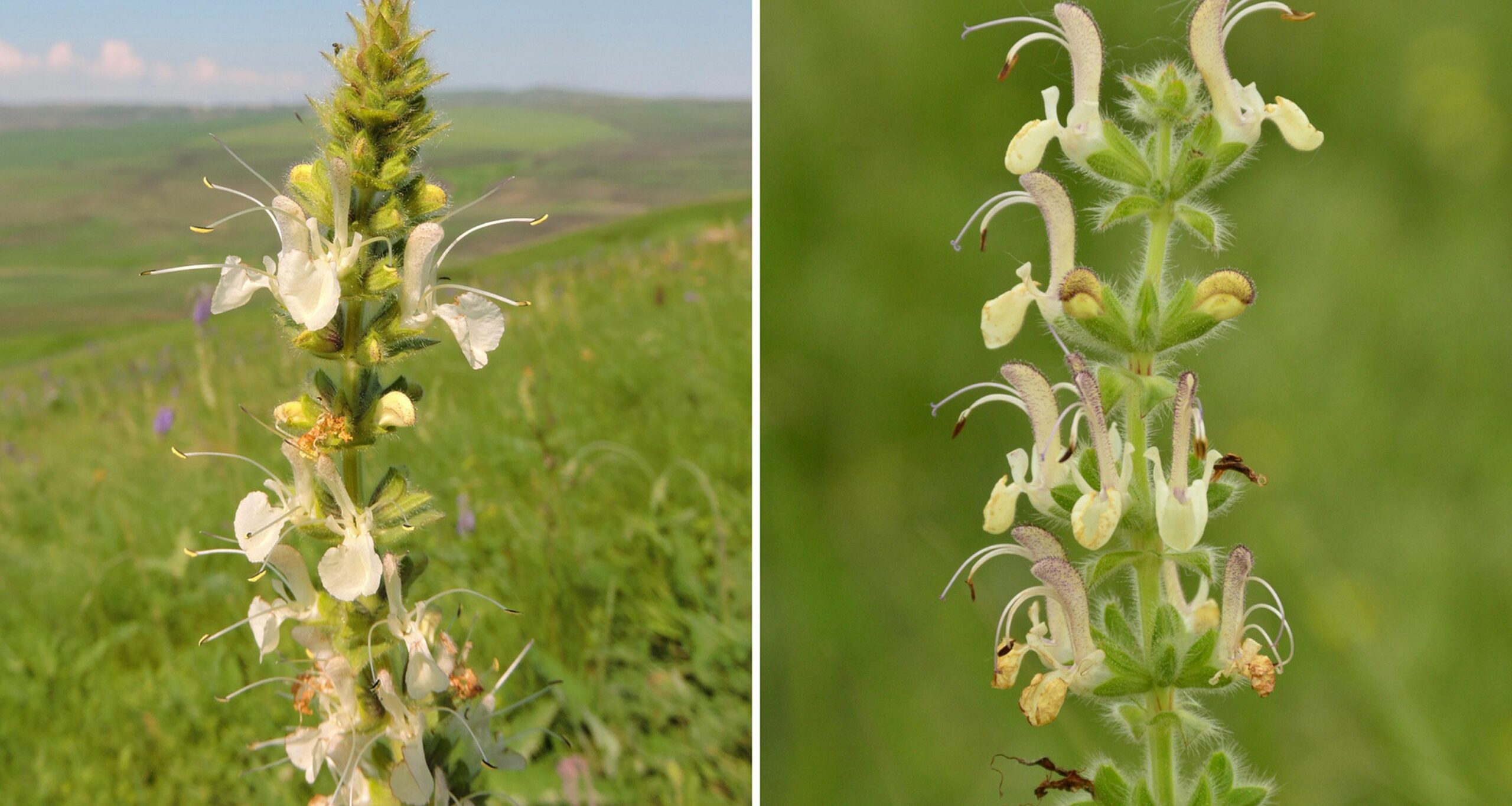 O nouă specie de plantă a fost descoperită în România