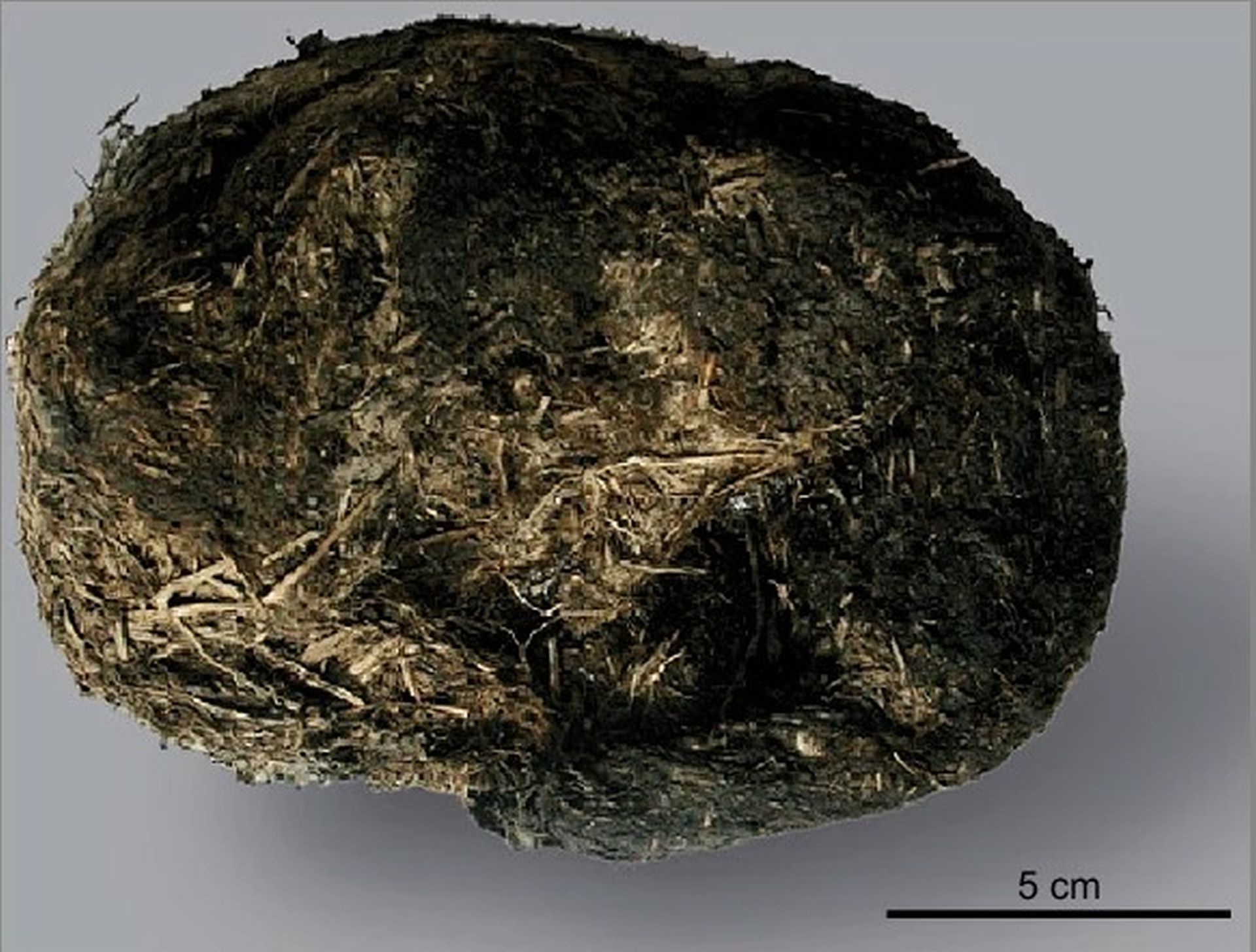 De ce au dispărut mamiferele mari din Europa Centrală antică?