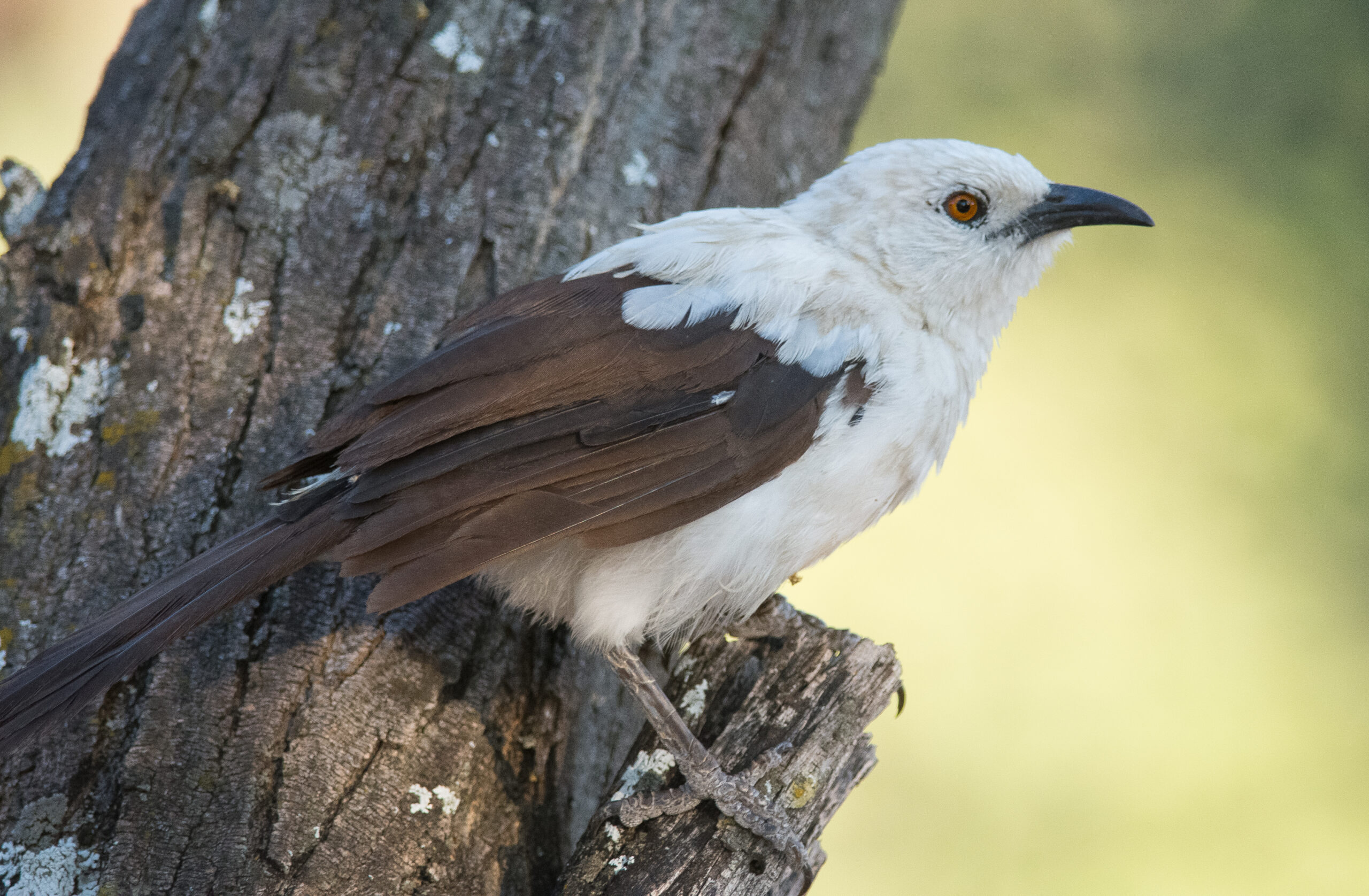 Femelele unei specii de păsări își pierd inteligența pe măsură ce fac ...