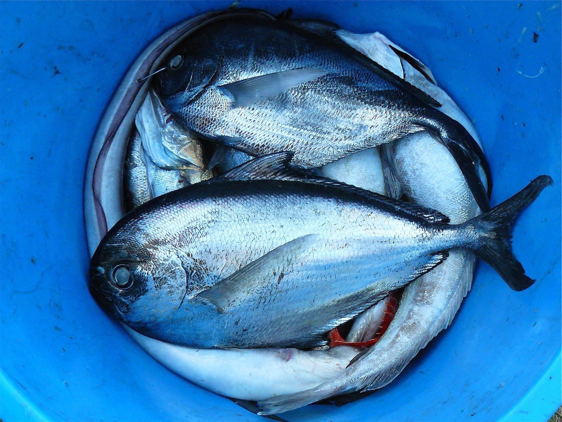 Peștii de apă dulce sunt mai contaminați decât cei din oceane