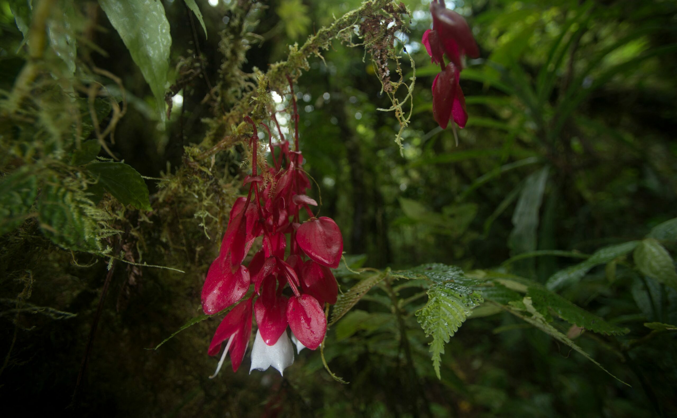 Cum arată cea mai izolată floare din lume? Crește la mare înălțime!