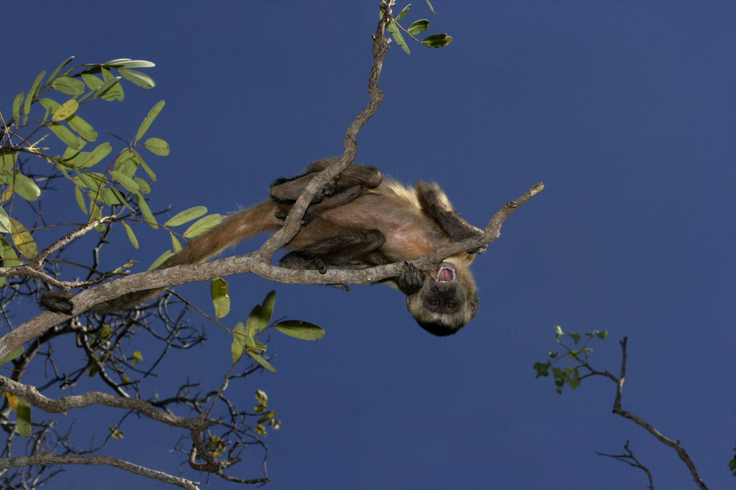 Unelte de piatră făcute de maimuțe au fost găsite în Brazilia
