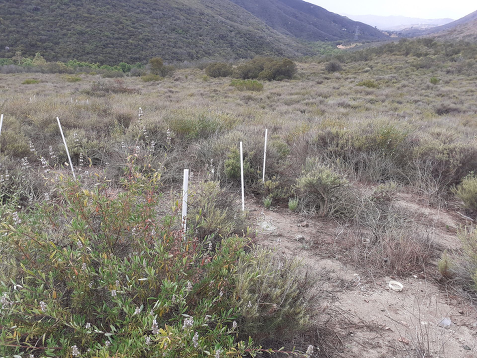 Solul afectat de poluarea aerului elimină carbon cu efect de seră