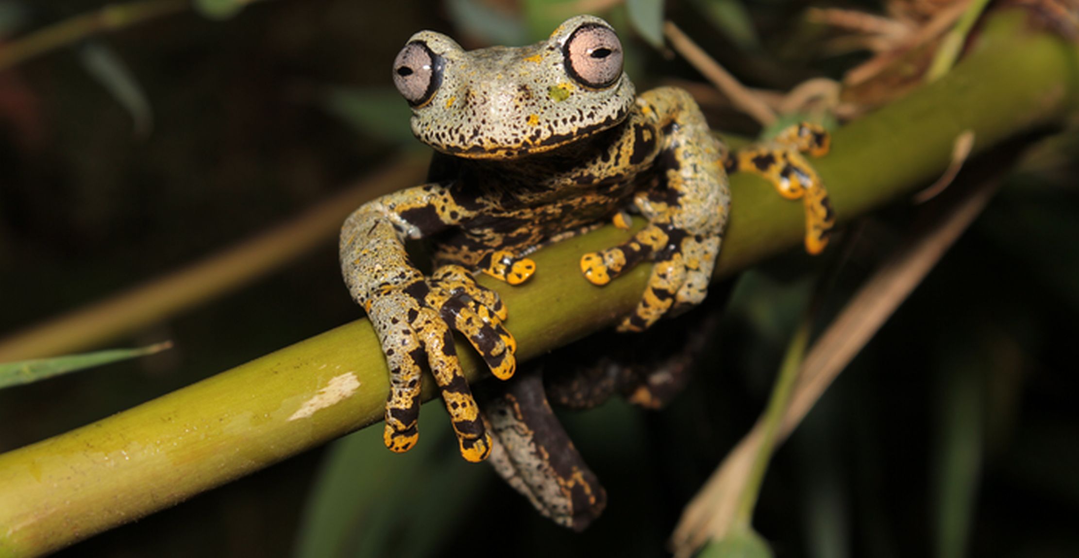 O nouă specie de broască, parcă desprinsă din „Stăpânul Inelelor”, a ...