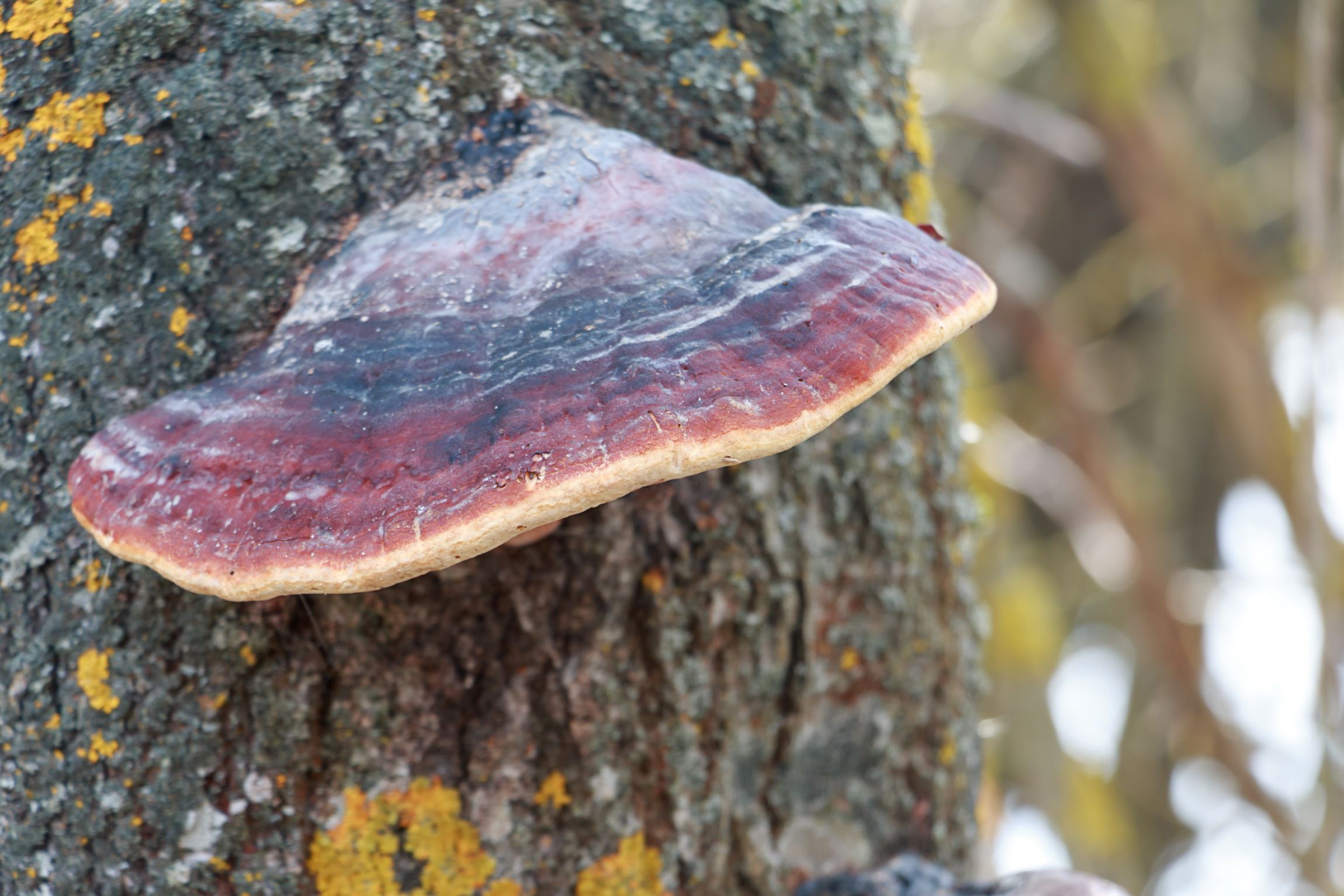 Ciupercile care cresc pe copaci, o alternativă pentru plastic