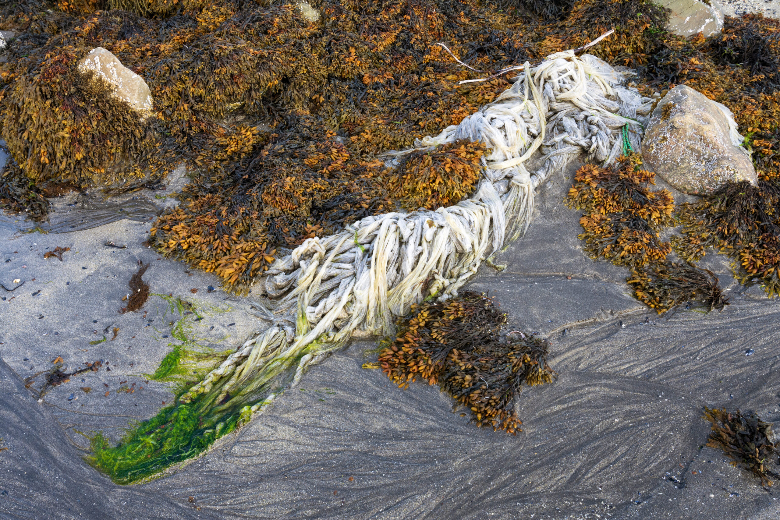 Deșeurile de plastic găsite în Arctica provin de la toate țările lumii