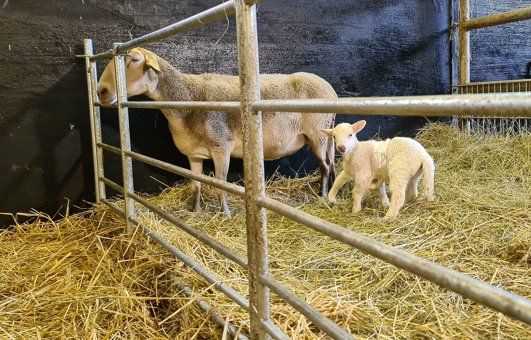 Un miel cu șase picioare s-a născut într-o fermă din Germania