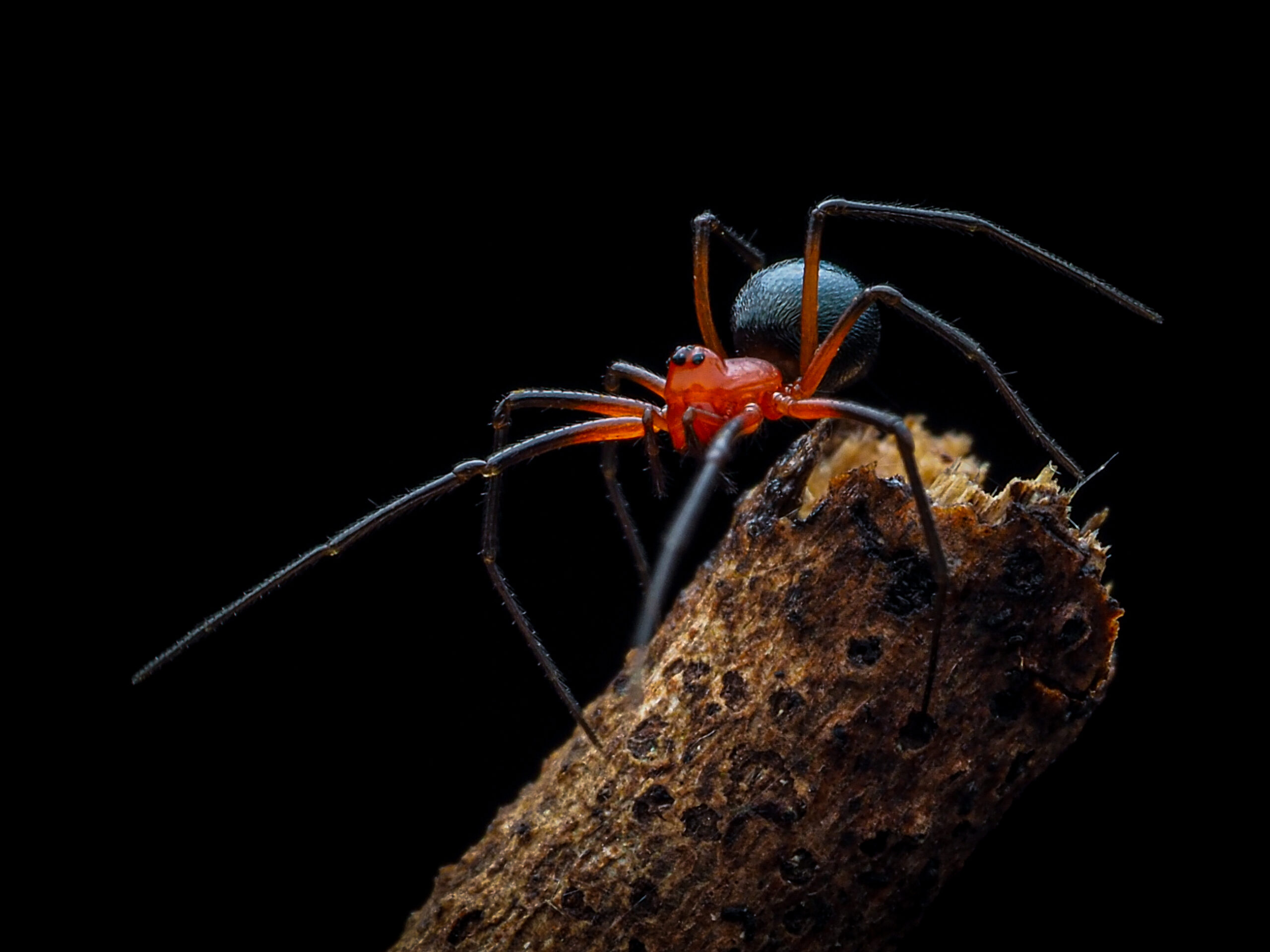 Noi specii de păianjeni au fost descoperite în peșterile din Israel