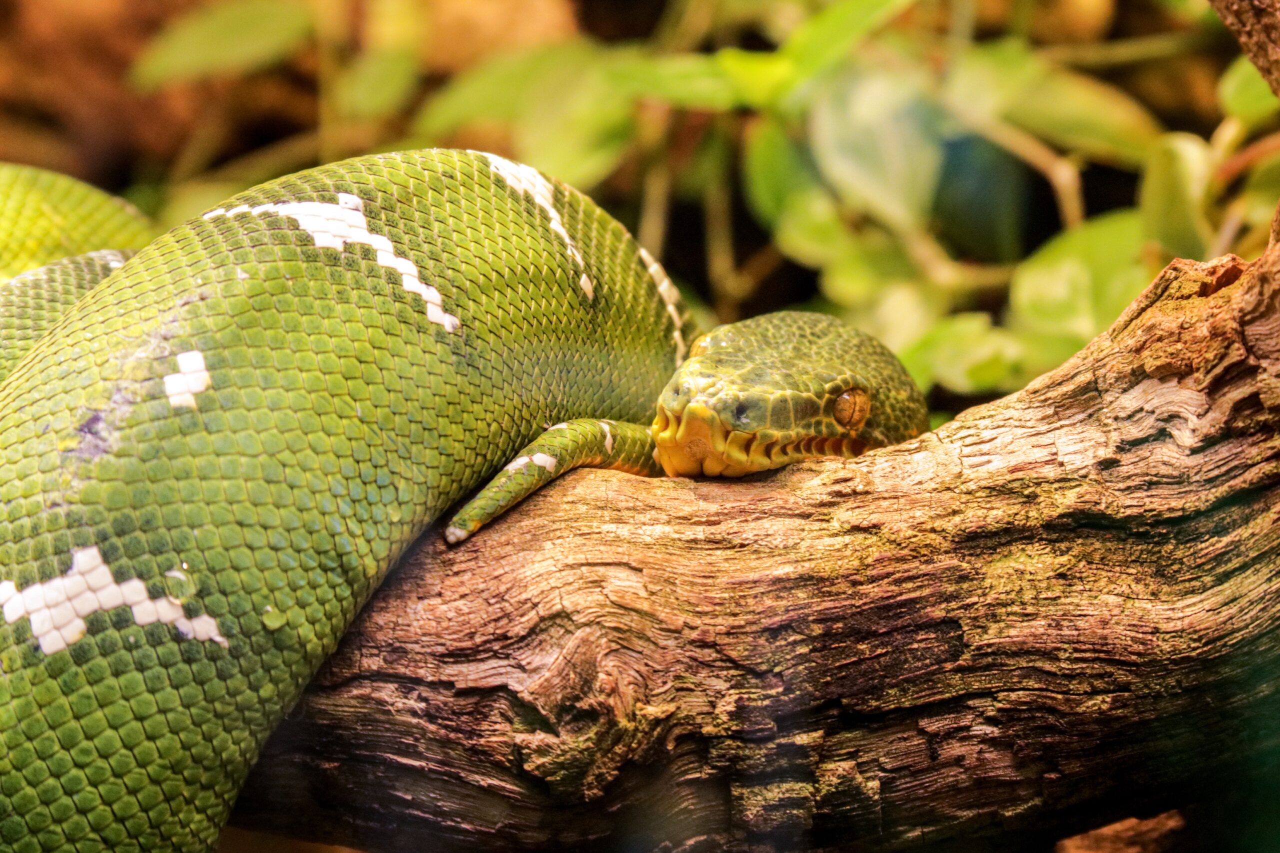 Șerpii aud chiar mai bine decât credeam. Cum reacționează, de fapt, la ...
