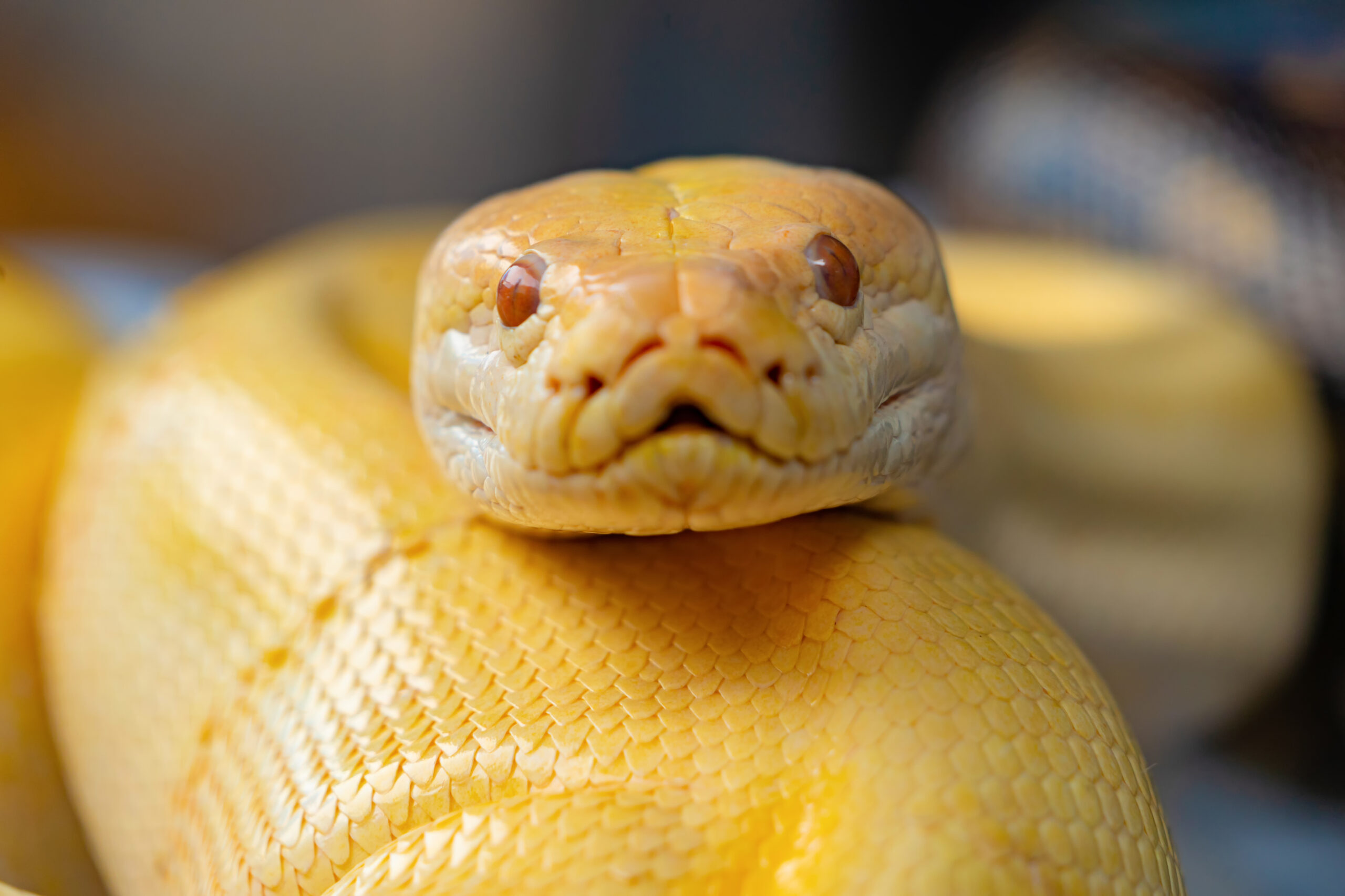 Cum își înlocuiesc șerpii dinții? Fenomenul i-a uimit chiar și pe ...