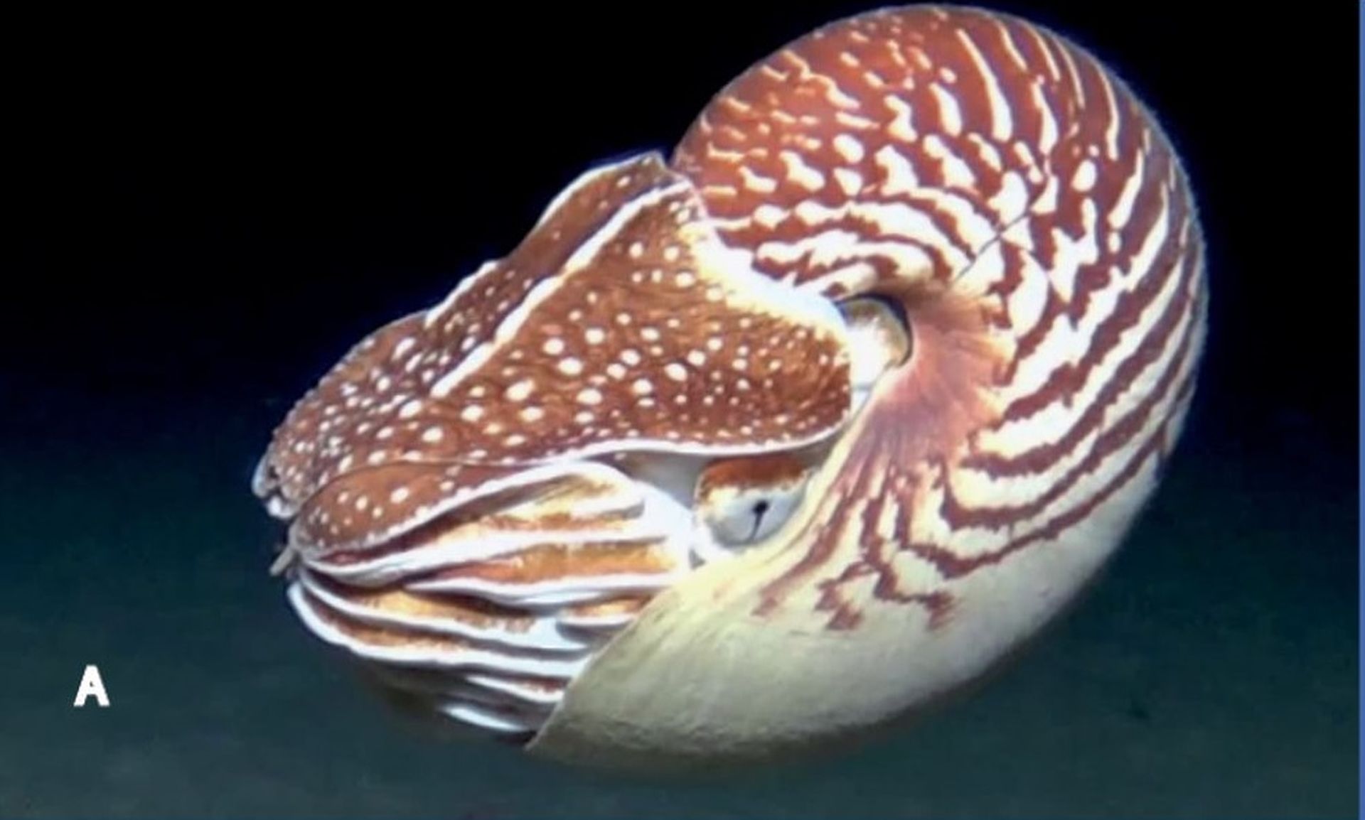 Trei noi specii de nautil au fost găsite în Marea Coralilor și ...