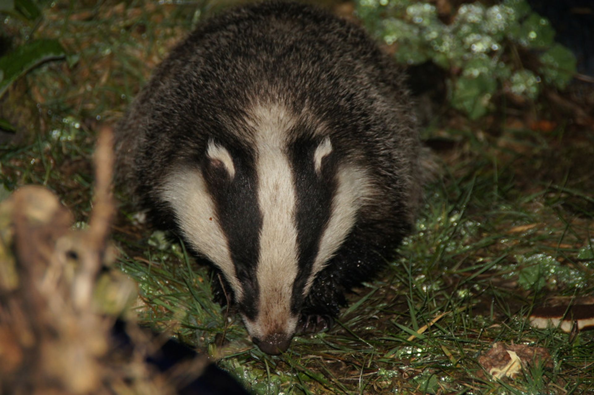 Circulația trenurilor din Țările de Jos, dată peste cap de bursuci