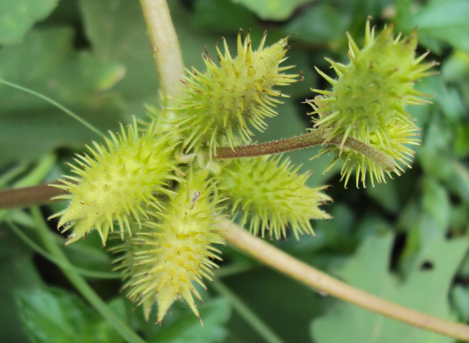 Planta invazivă cu potențial anti-îmbătrânire