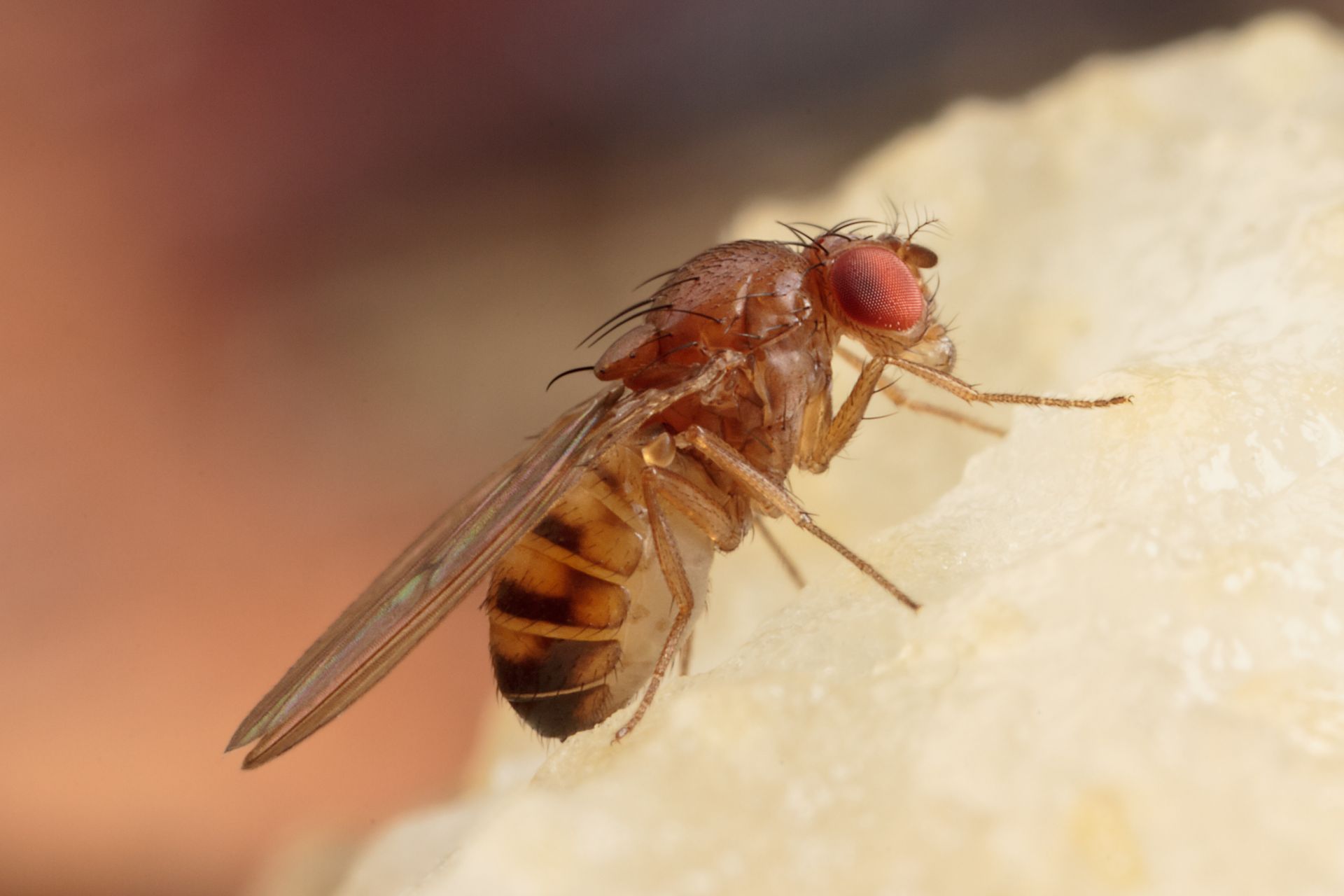 Cercetătorii au realizat prima hartă a creierului unei insecte