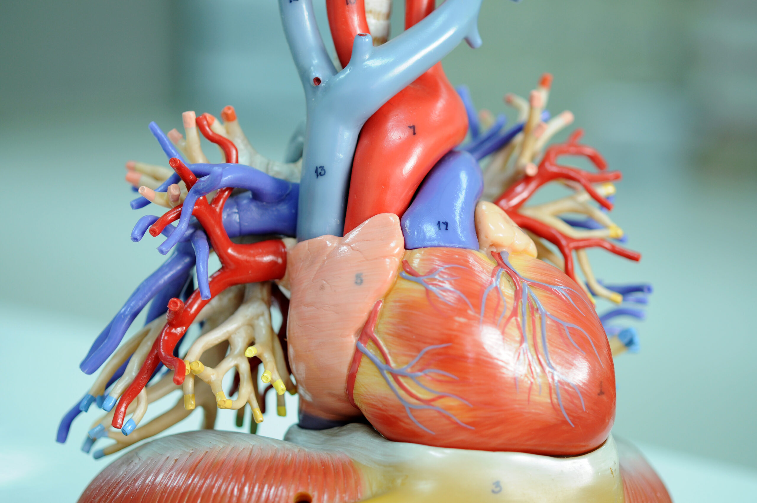 De ce știința nu a reușit nici până astăzi să creeze o inimă artificială?