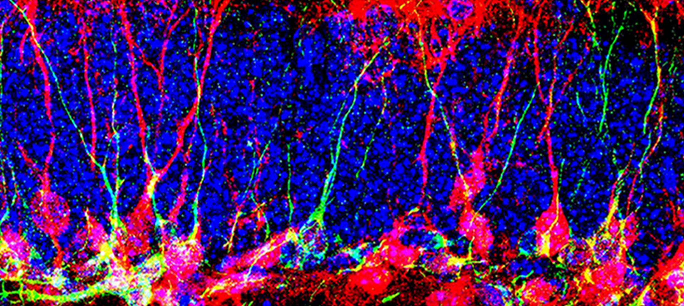 Oamenii de știință au descoperit cum pot genera noi neuroni în creier