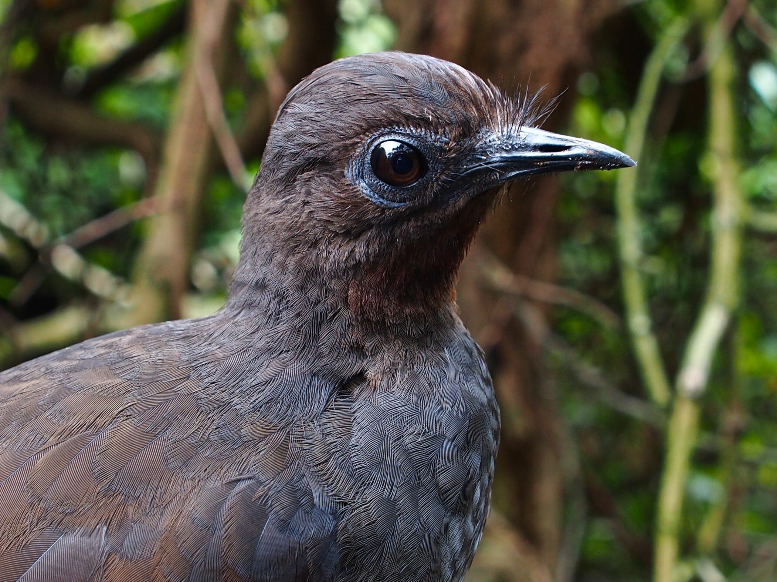 Test de cultură generală. Care pasăre poate imita orice sunet?