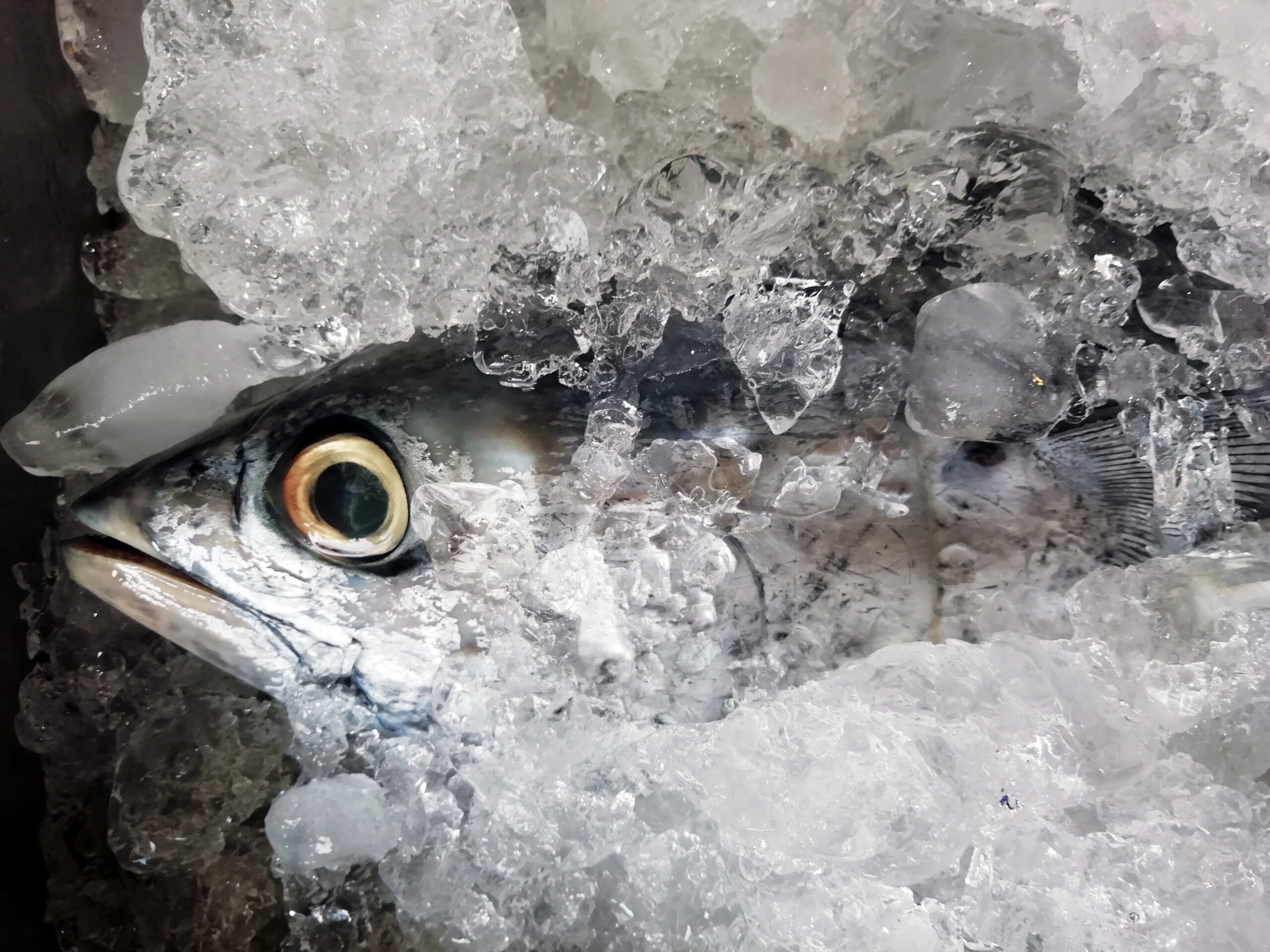 Peștele congelat cumpărat de o femeie a revenit la viață. Cum au ...