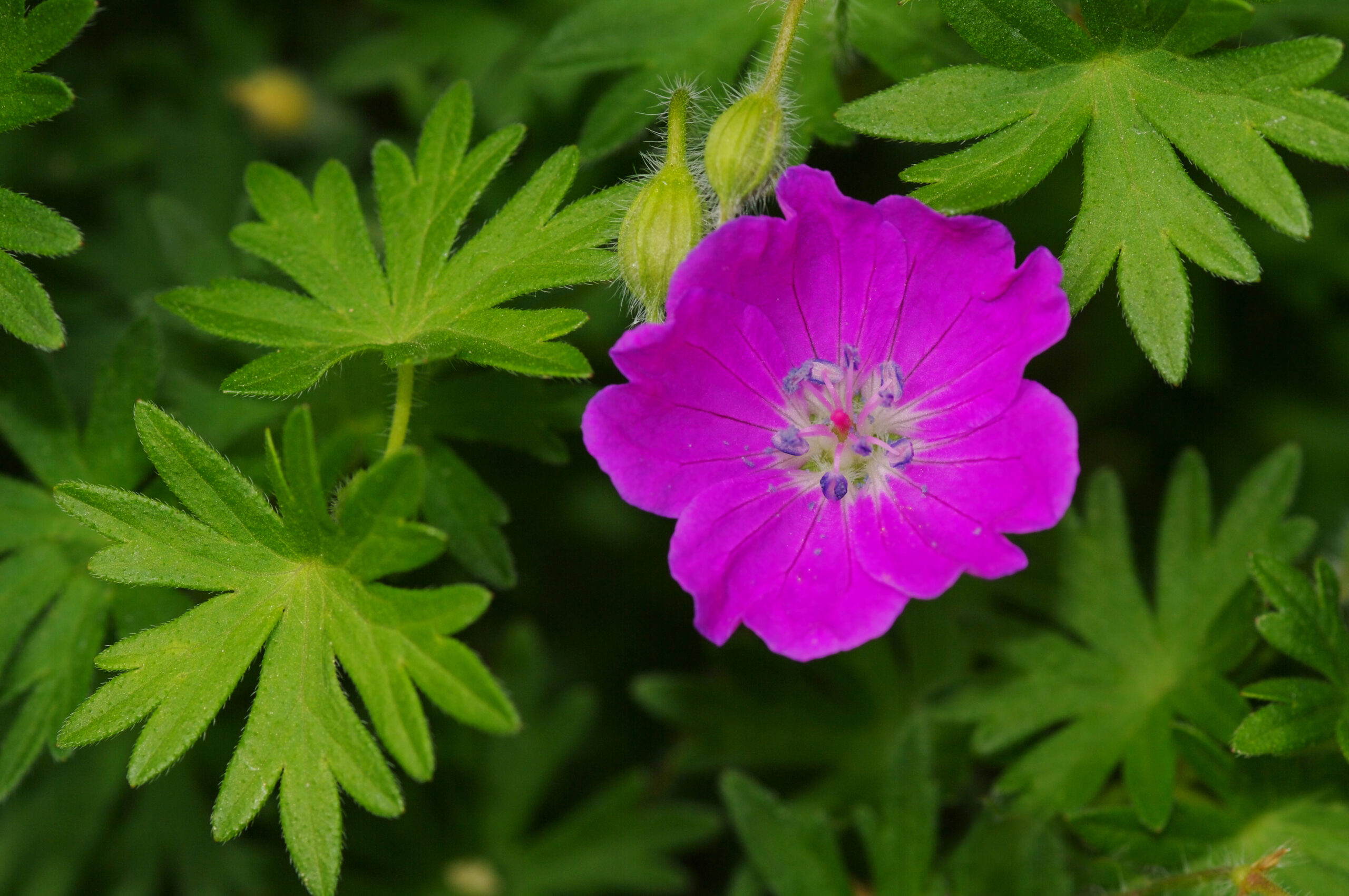 Plantele scot sunete atunci când sunt stresate sau însetate