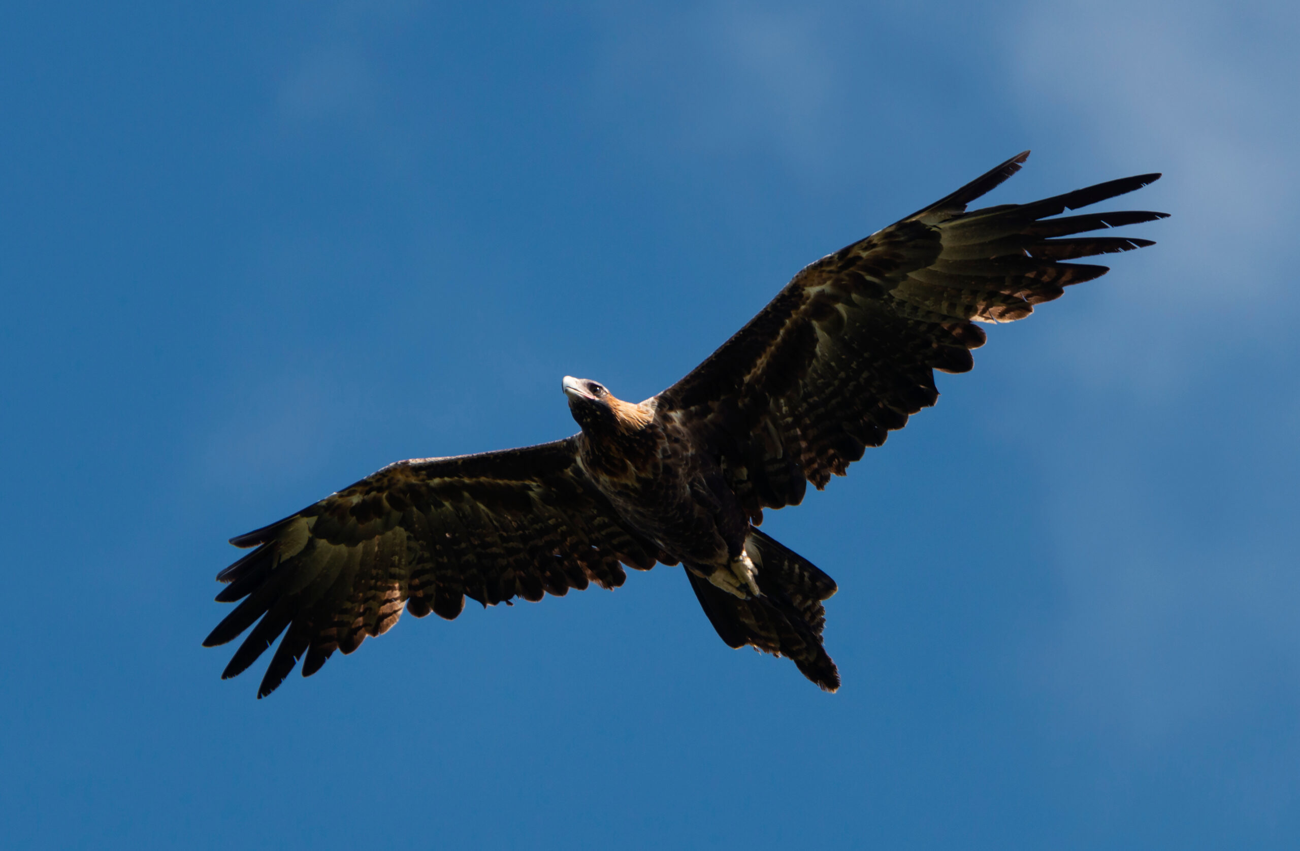 Vulturii dispăruți din „Stăpânul inelelor” aveau o anvergură a aripilor ...