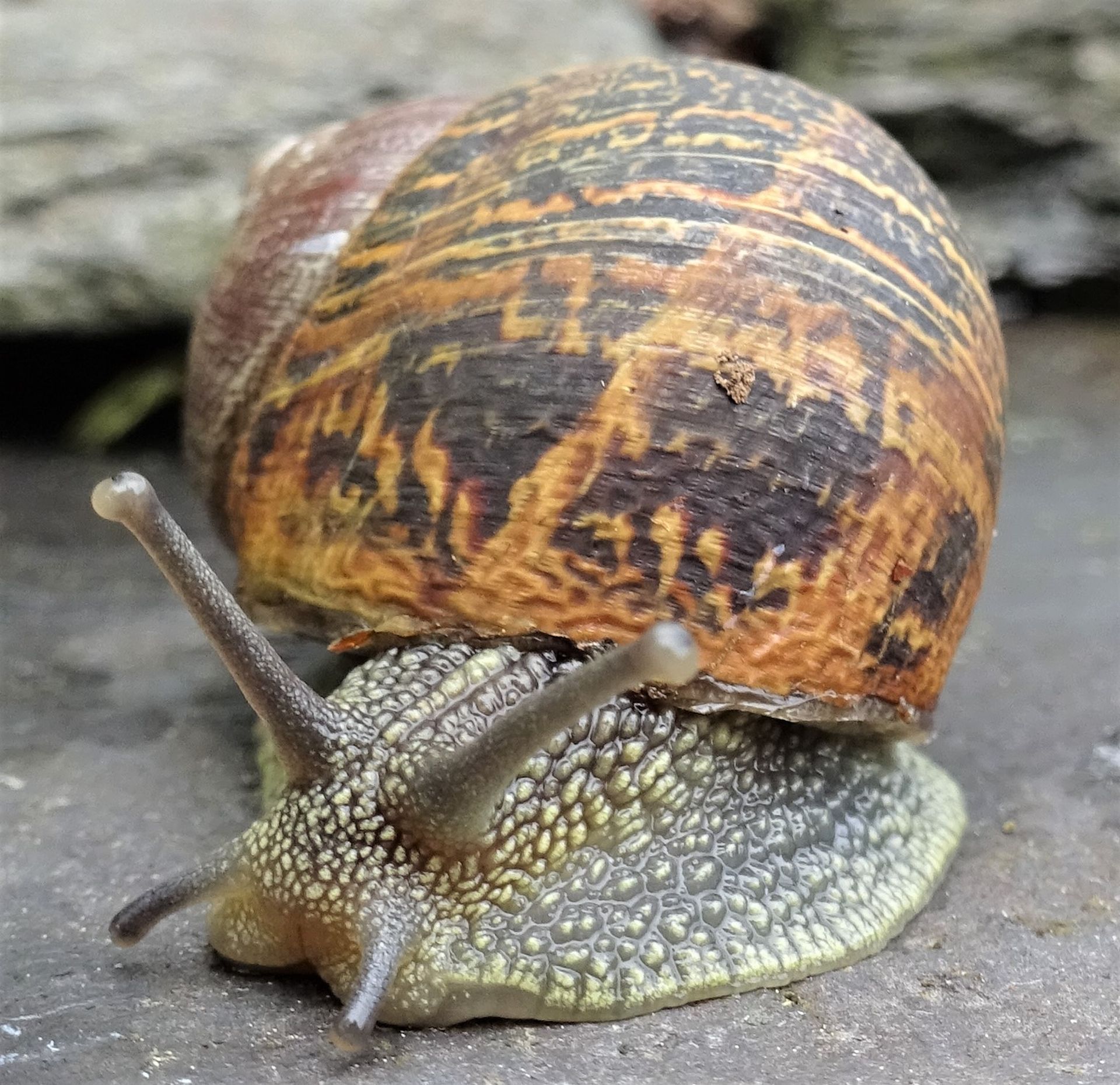 Oamenii antici mâncau melci uriași în urmă cu 170.000 de ani