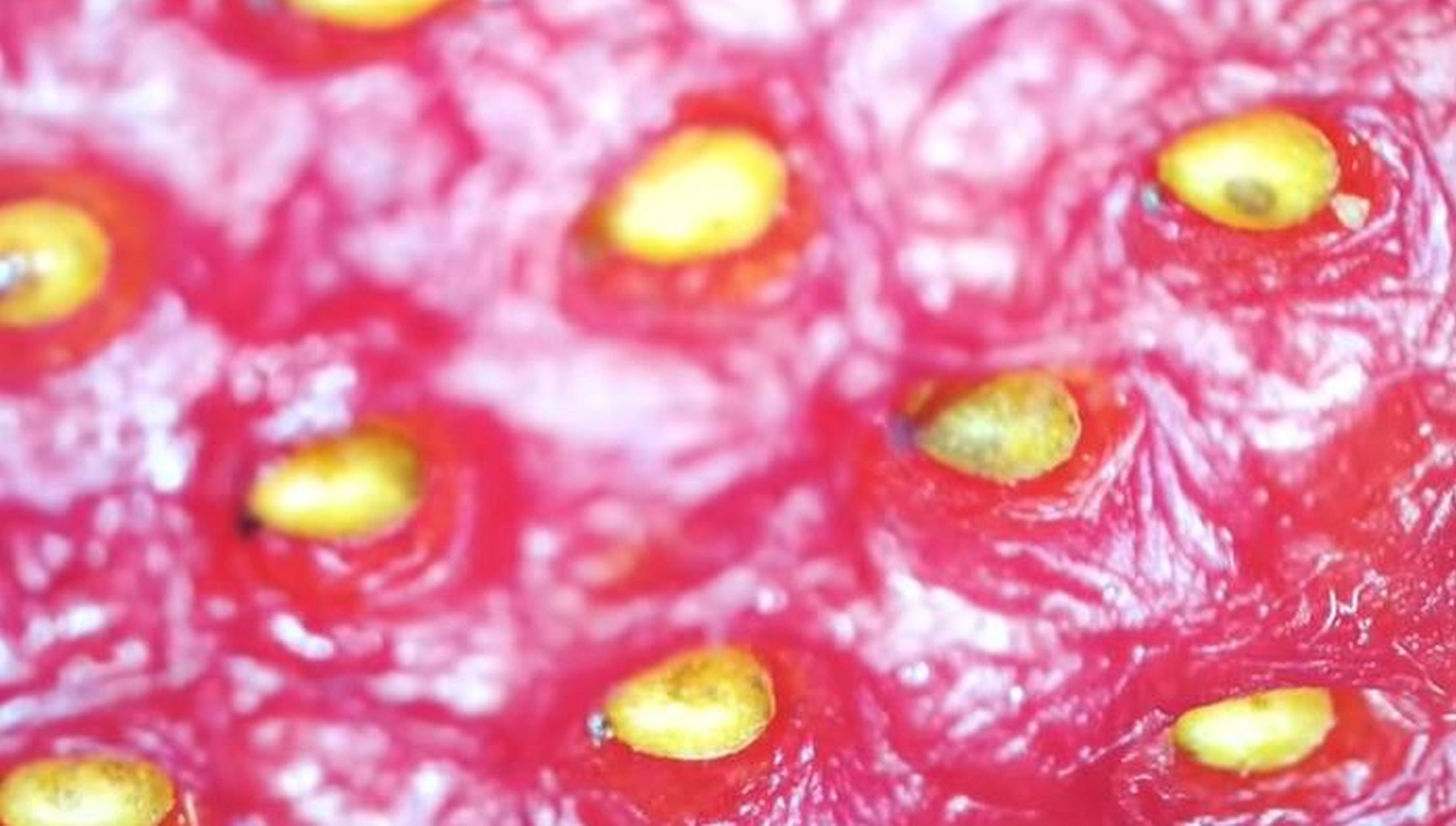 Cum arată căpșunile văzute la microscop? Imagini virale