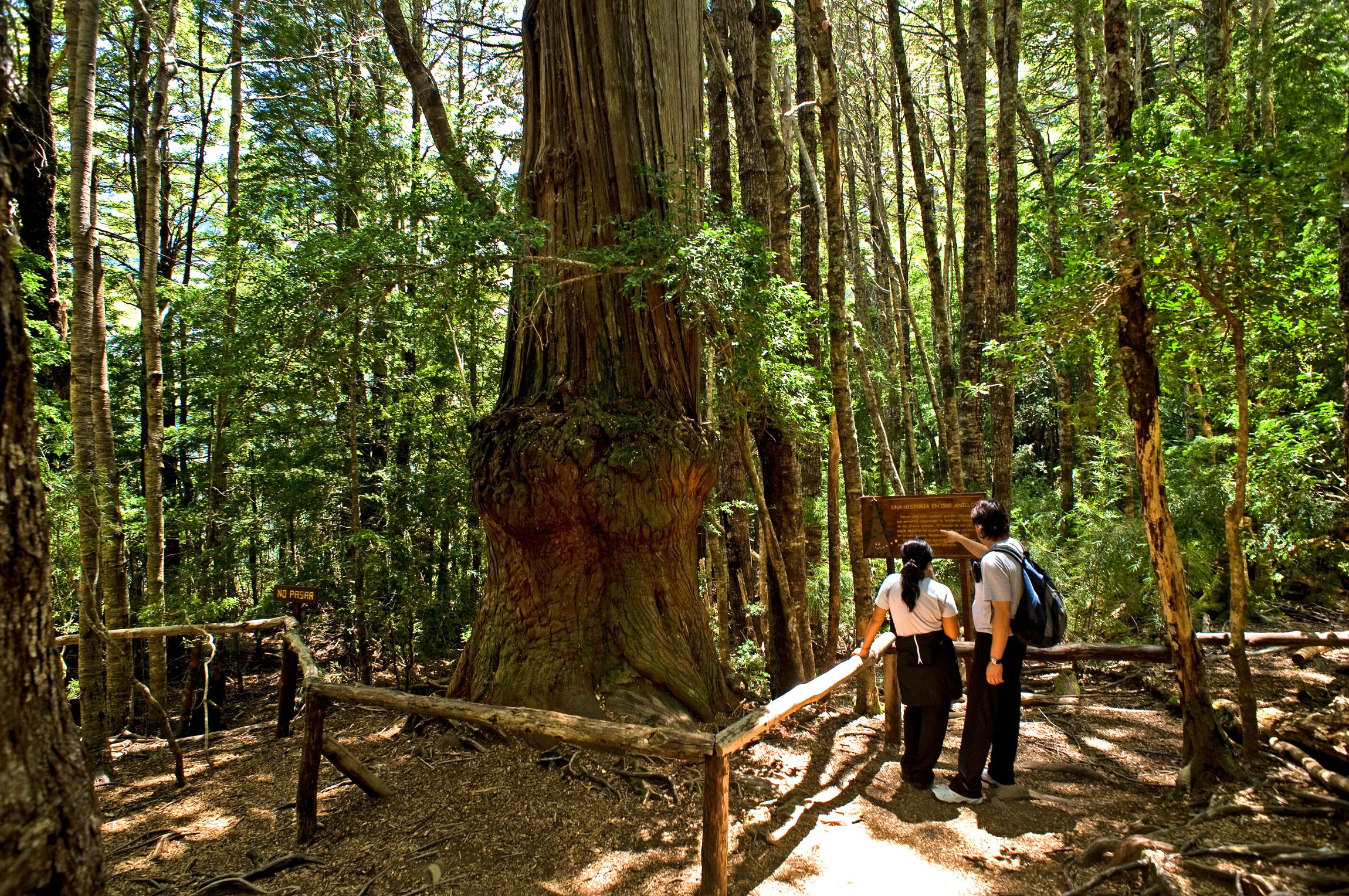 Cercetătorii ar fi găsit cel mai bătrân copac din lume