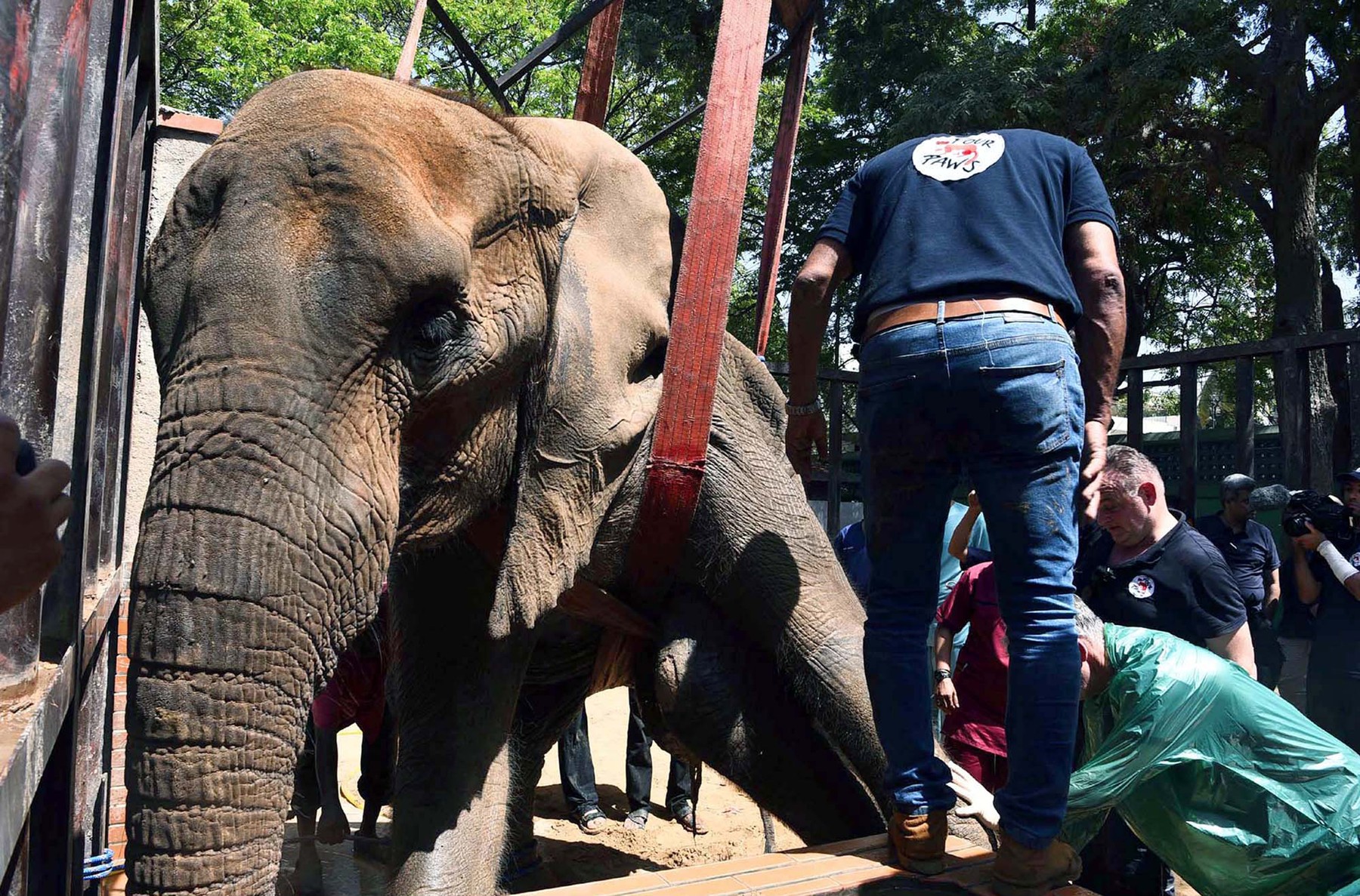 Un elefant de la grădina zoo din Pakistan a murit la doar 17 ani