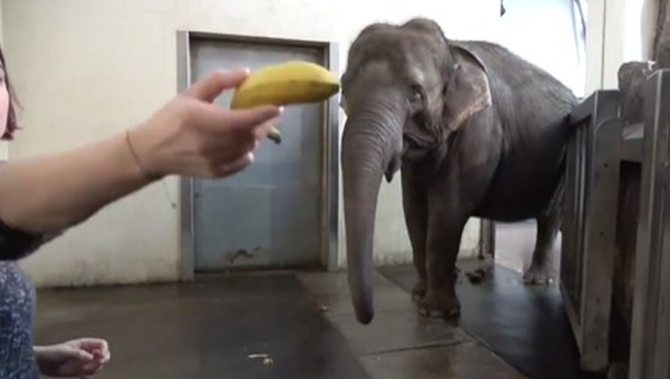 Un elefant de la Grădina Zoologică din Berlin a învățat să-și desfacă ...