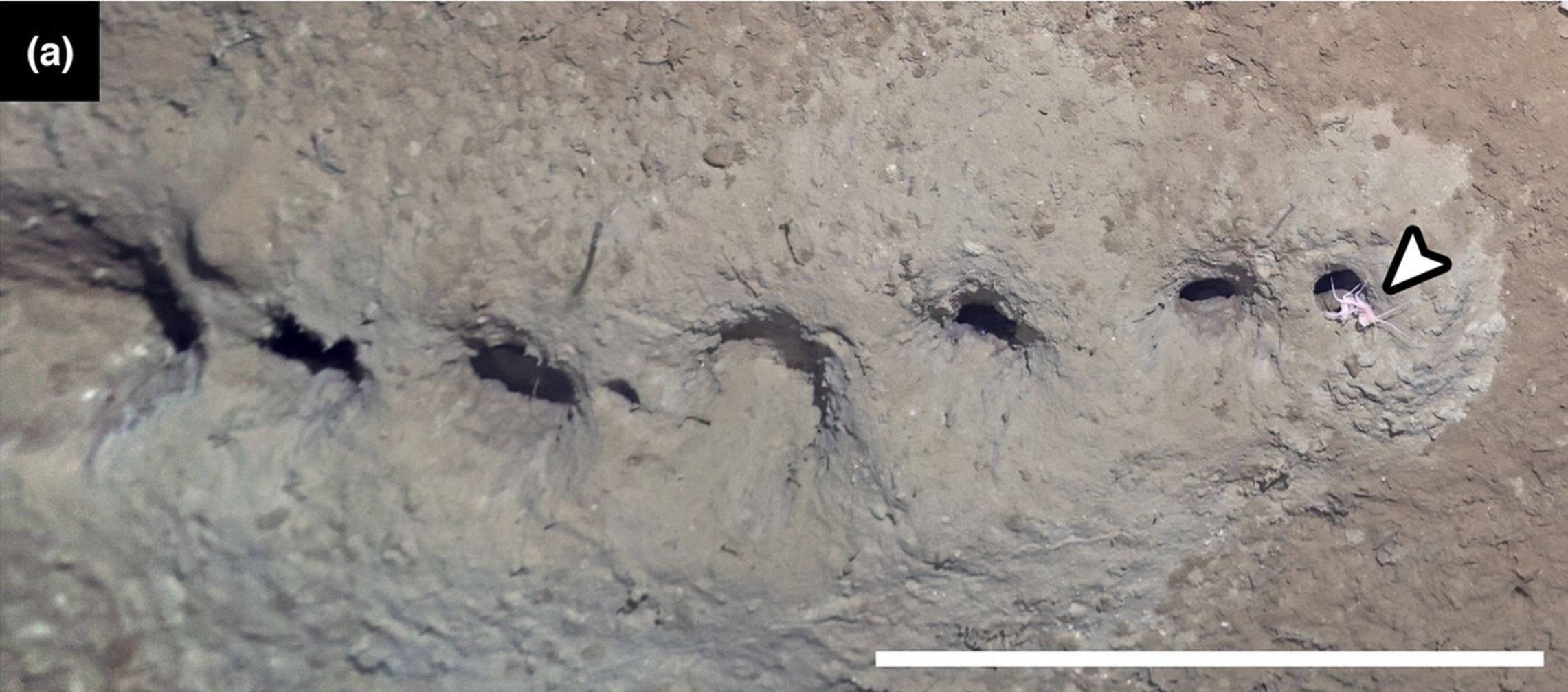 Cine sau ce a făcut găurile observate pe fundul Mării Bering?