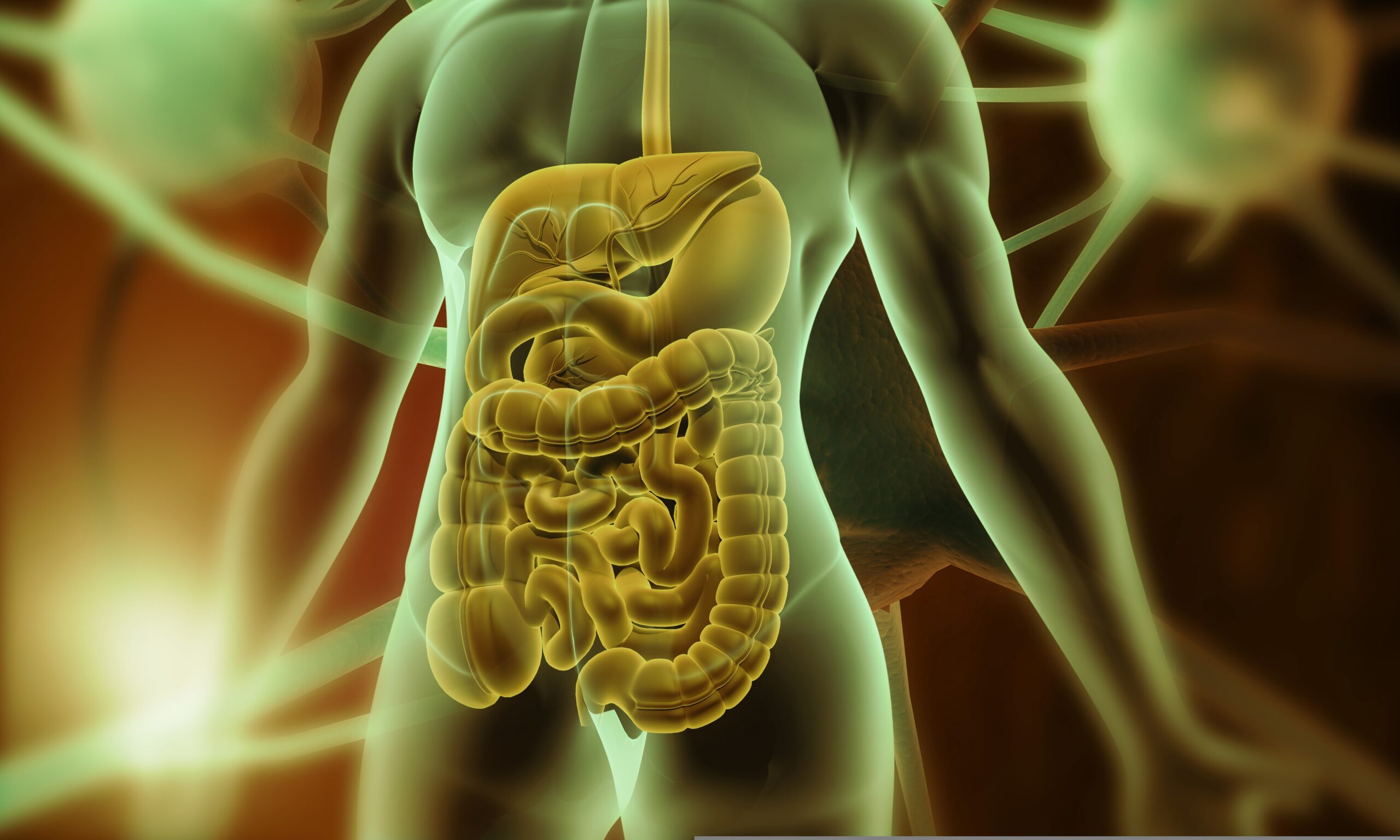 Cercetătorii au descoperit că femeile au intestinul subțire mai lung ...