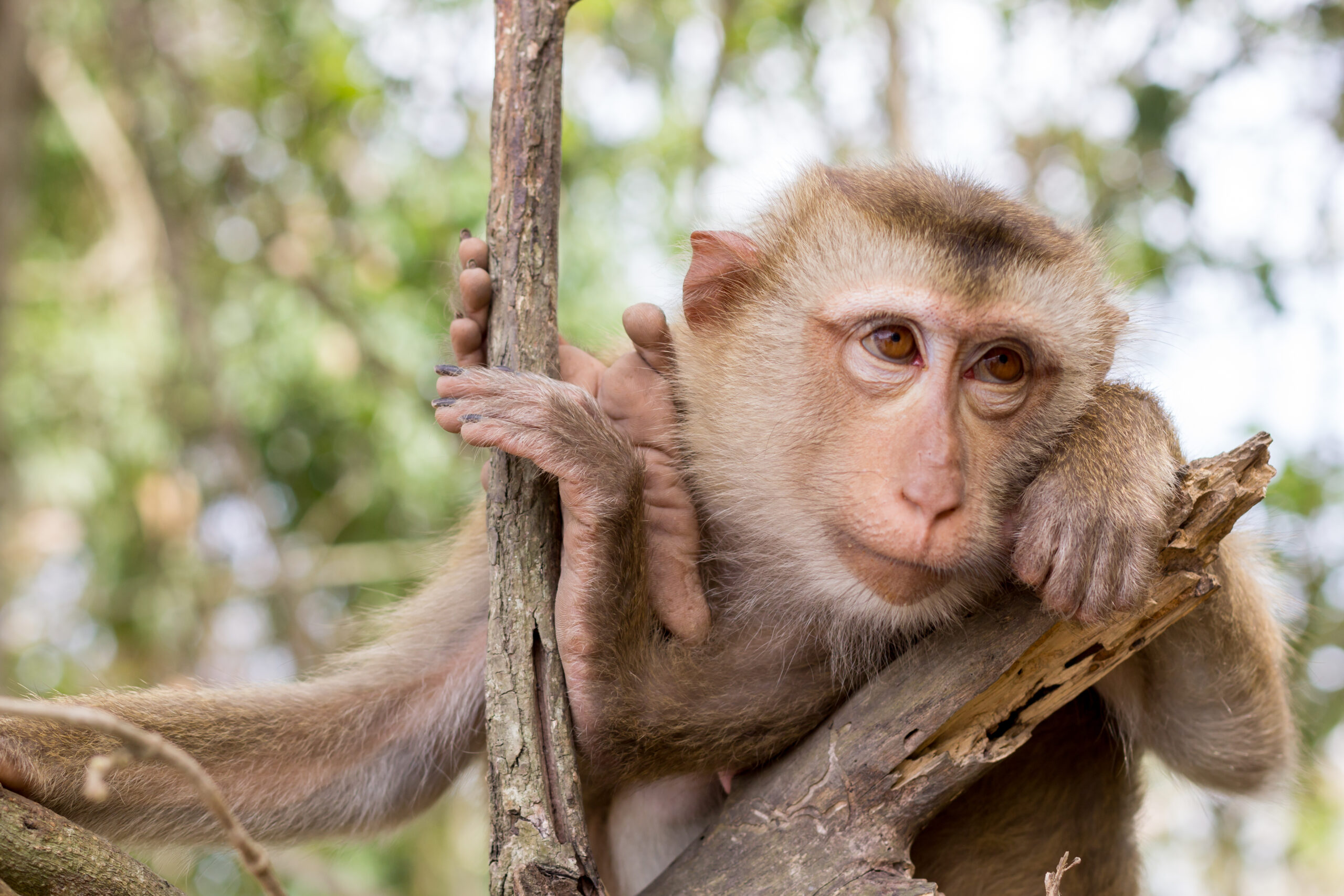 Premieră mondială: Cercetătorii chinezi au creat embrioni cu celule ...