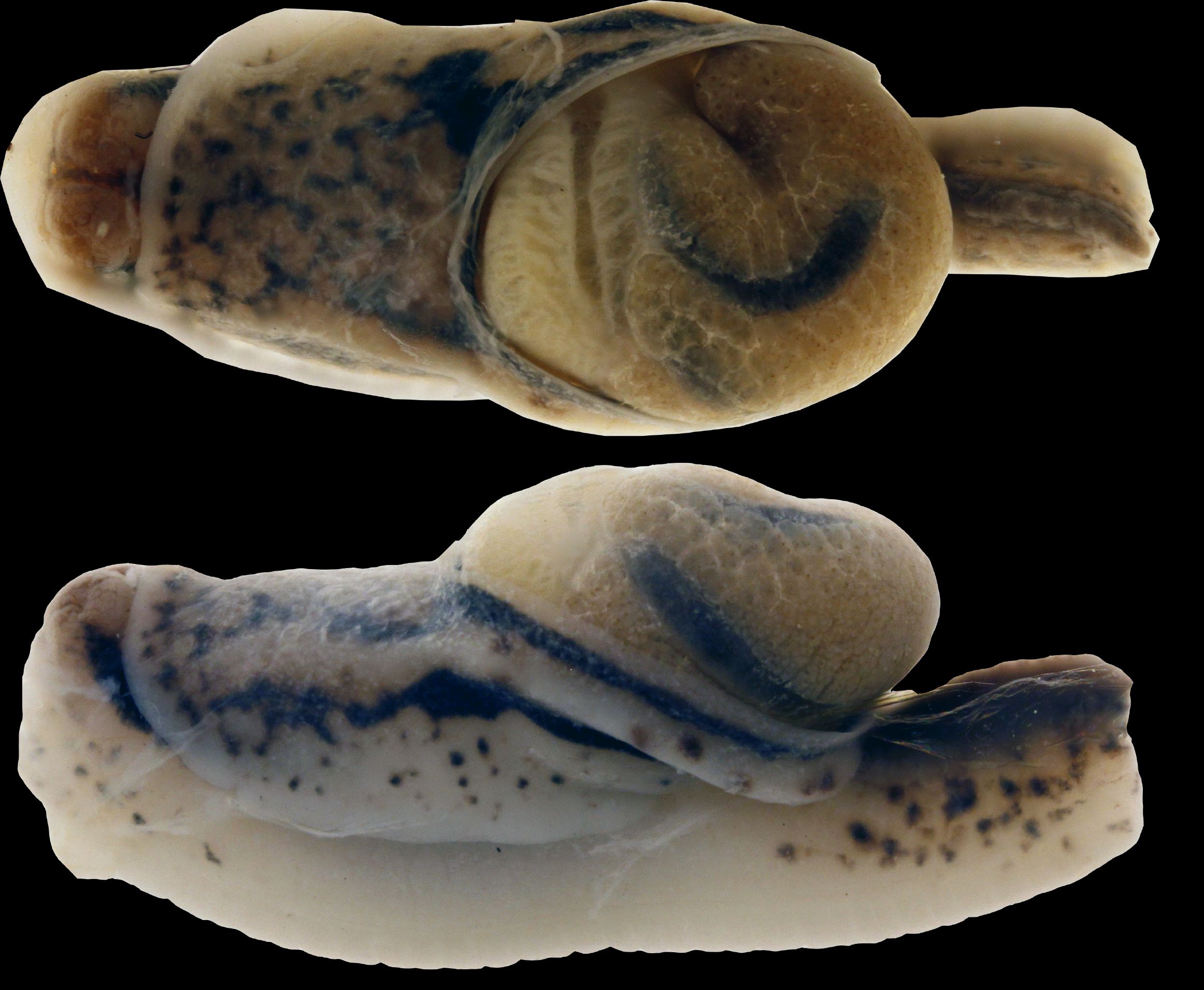 O nouă specie de semi-melc ne reamintește că evoluția este în plină ...