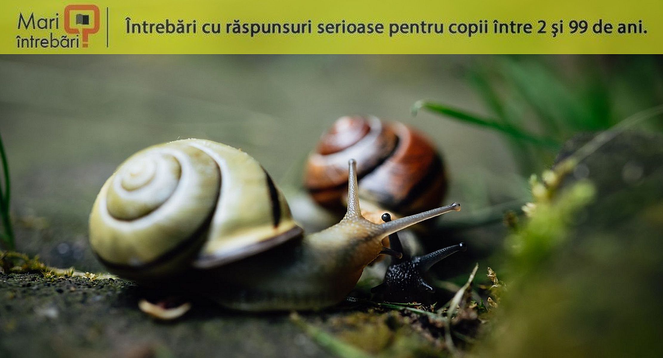 De ce melcii sunt atât de lenți?