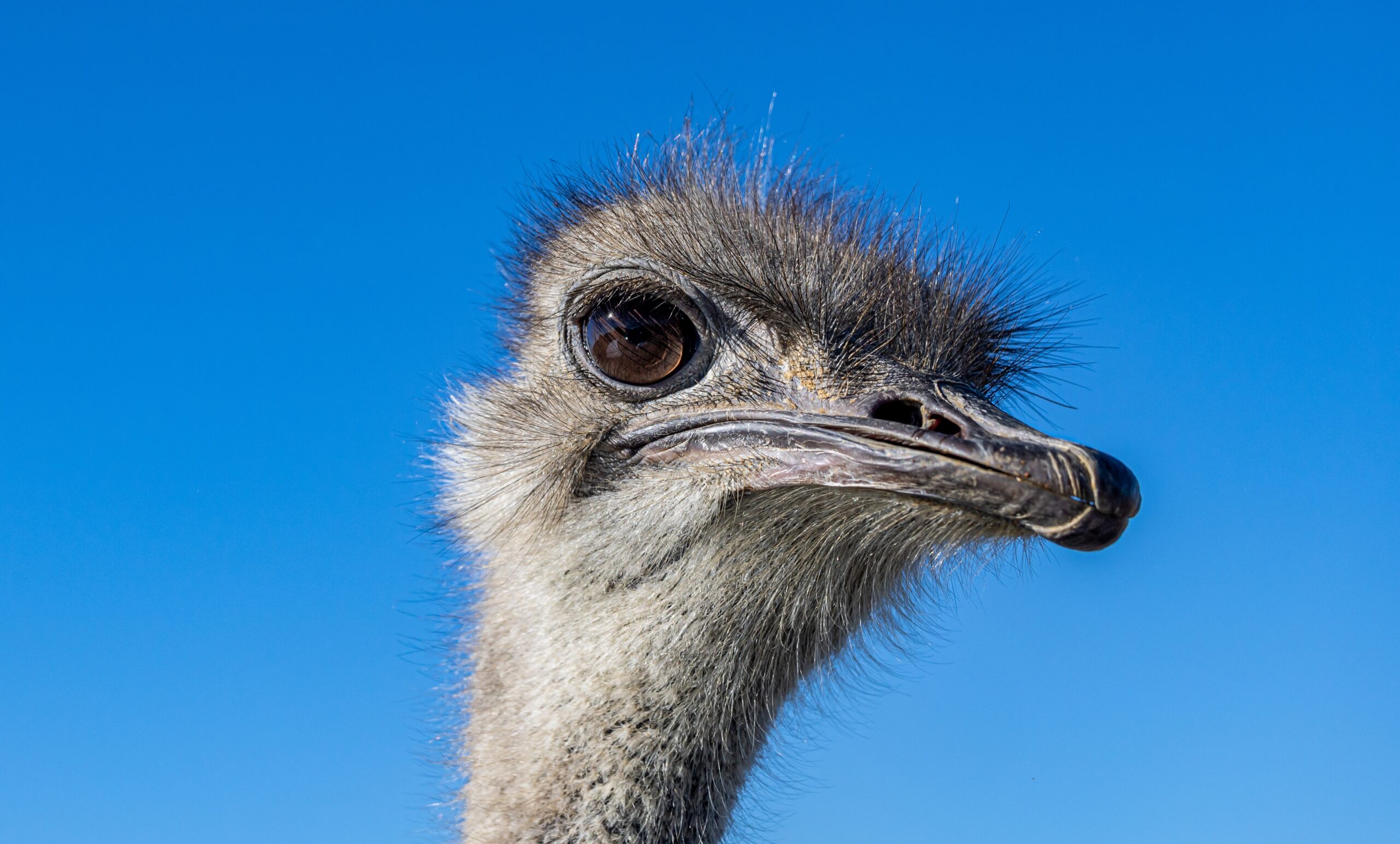 O pasăre emu a atras poliția într-o urmărire haotică de 30 de kilometri