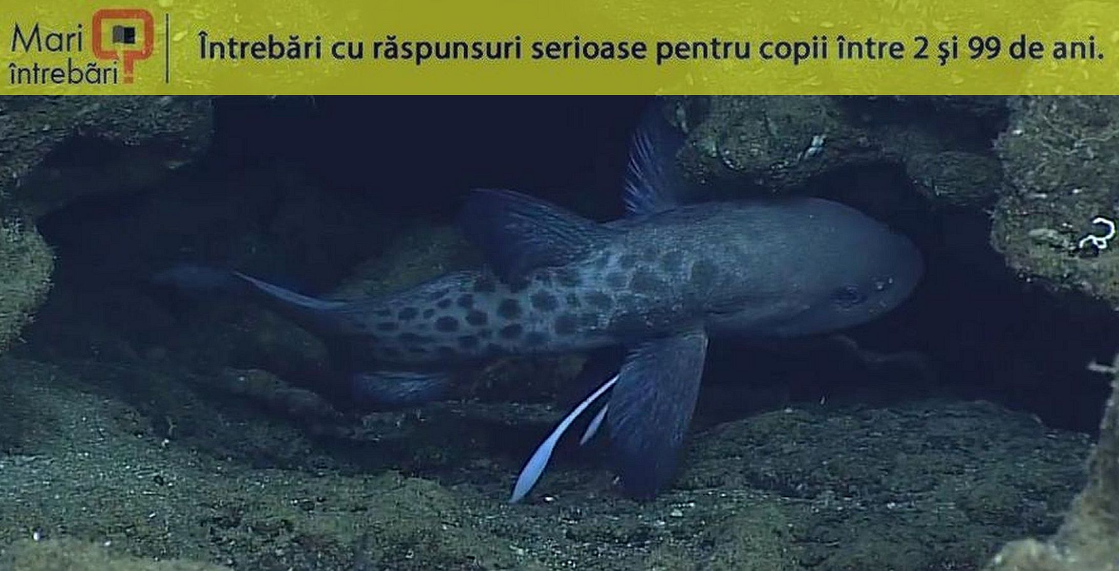 Cum supraviețuiesc peștii din adâncul oceanului?