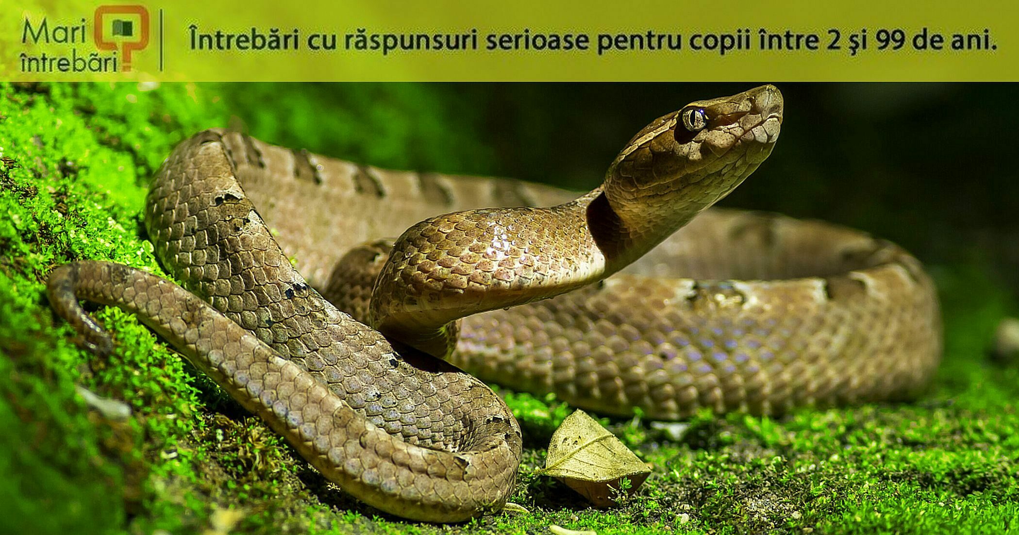 Pot șerpii să hiberneze?